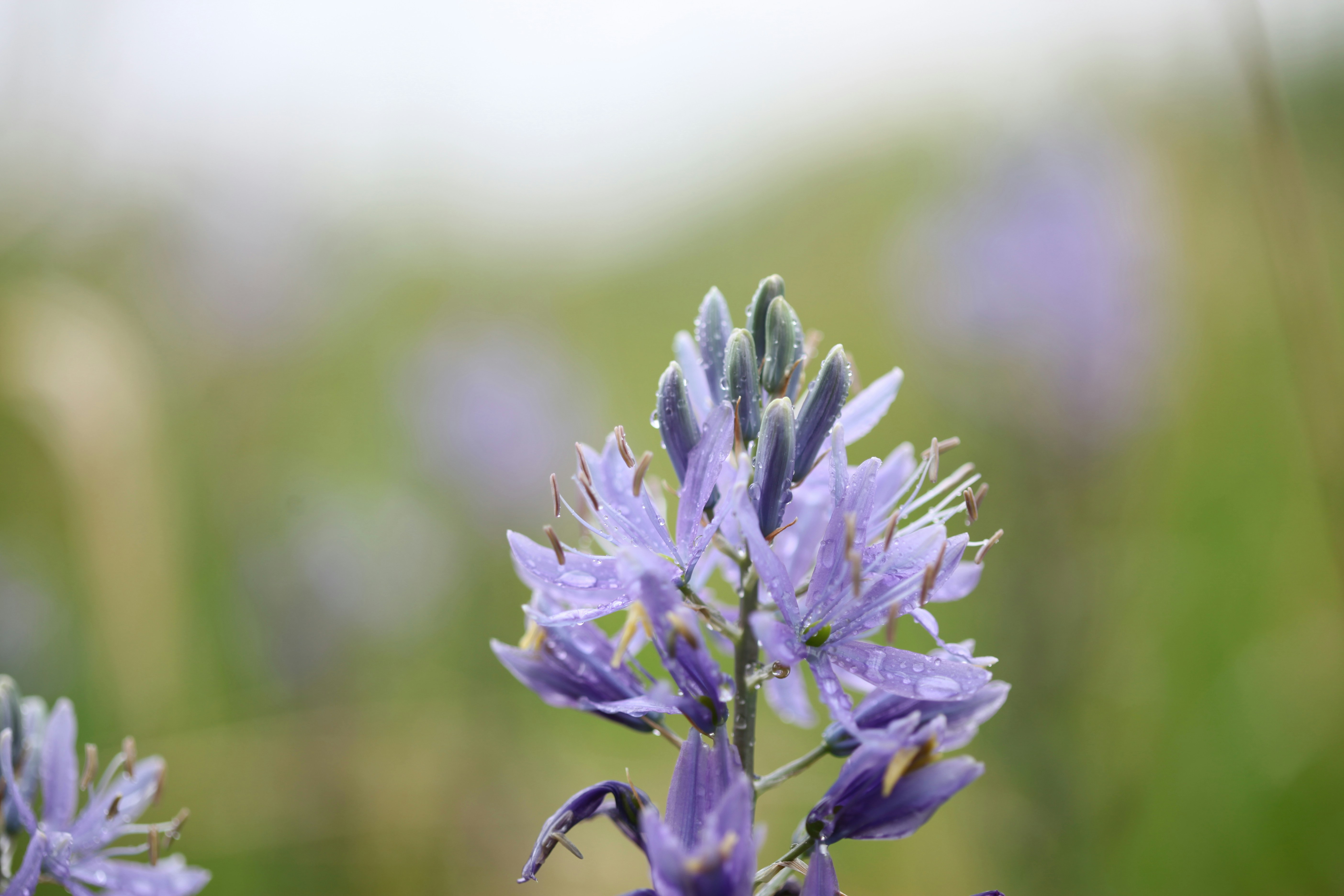 Lilac Bloom in Soft Focus Meadow