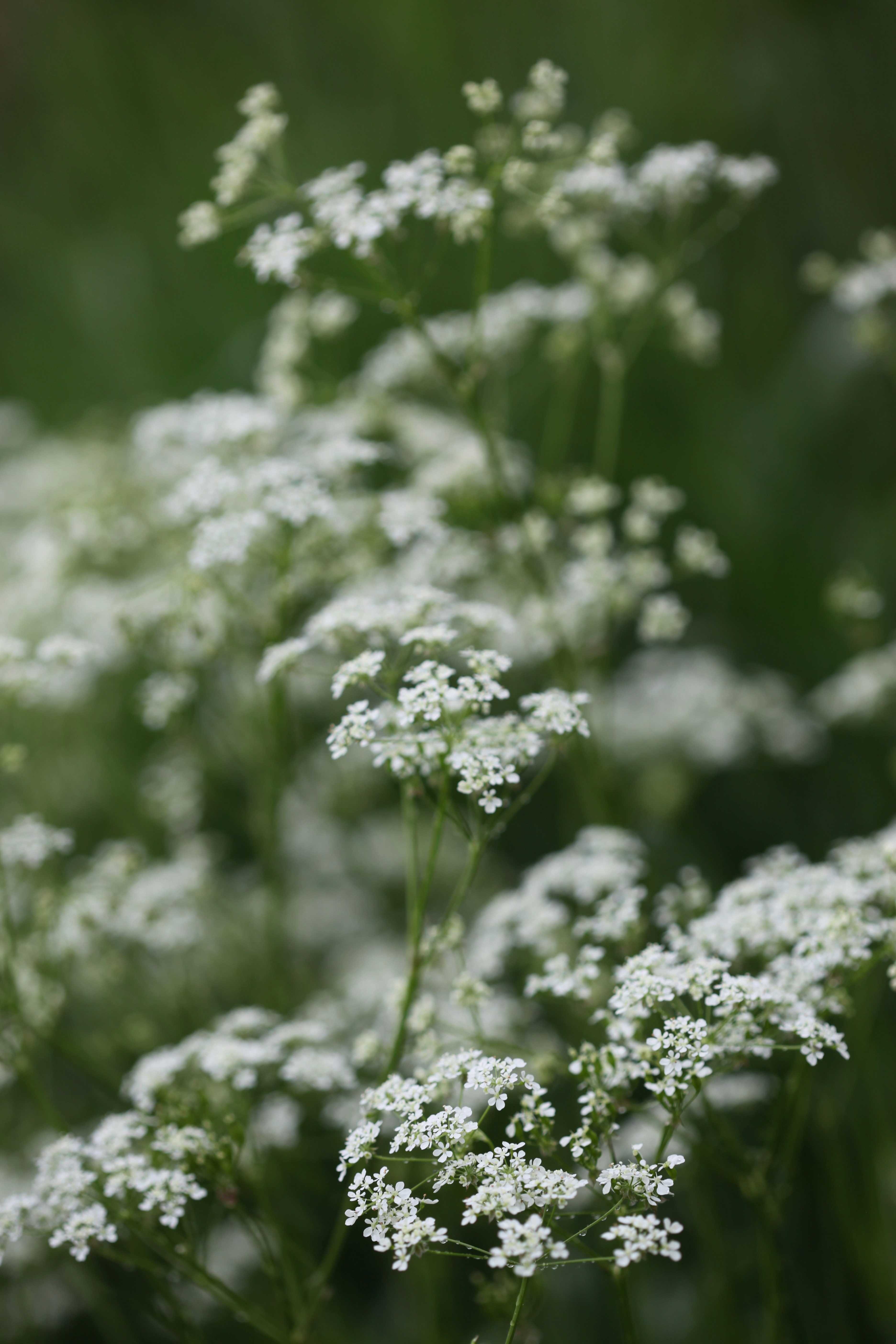 Whispers of Wildflowers: A Cloud of White in a Green Field