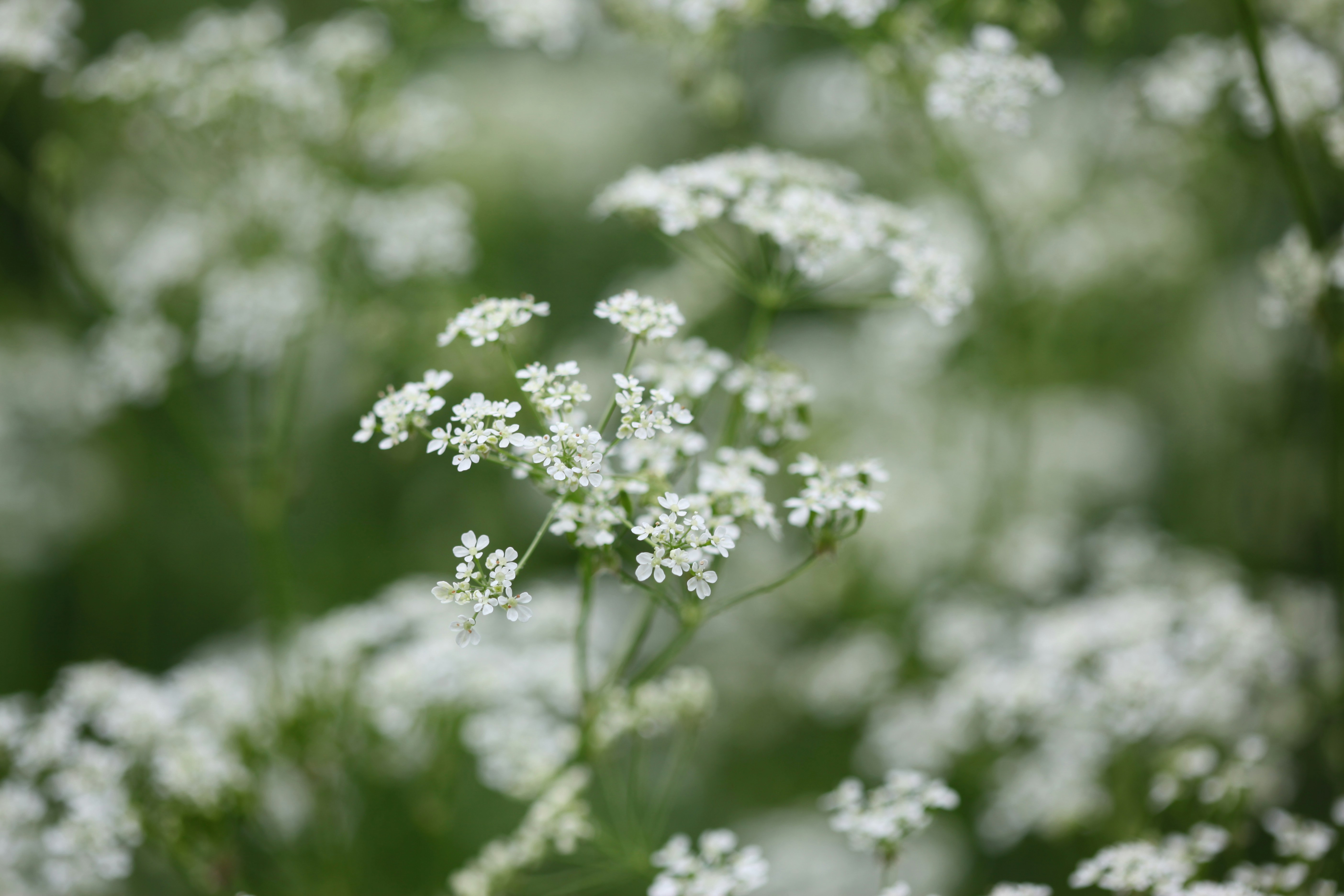 Whispers of White: A Field of Queen Anne's Lace in Soft Focus