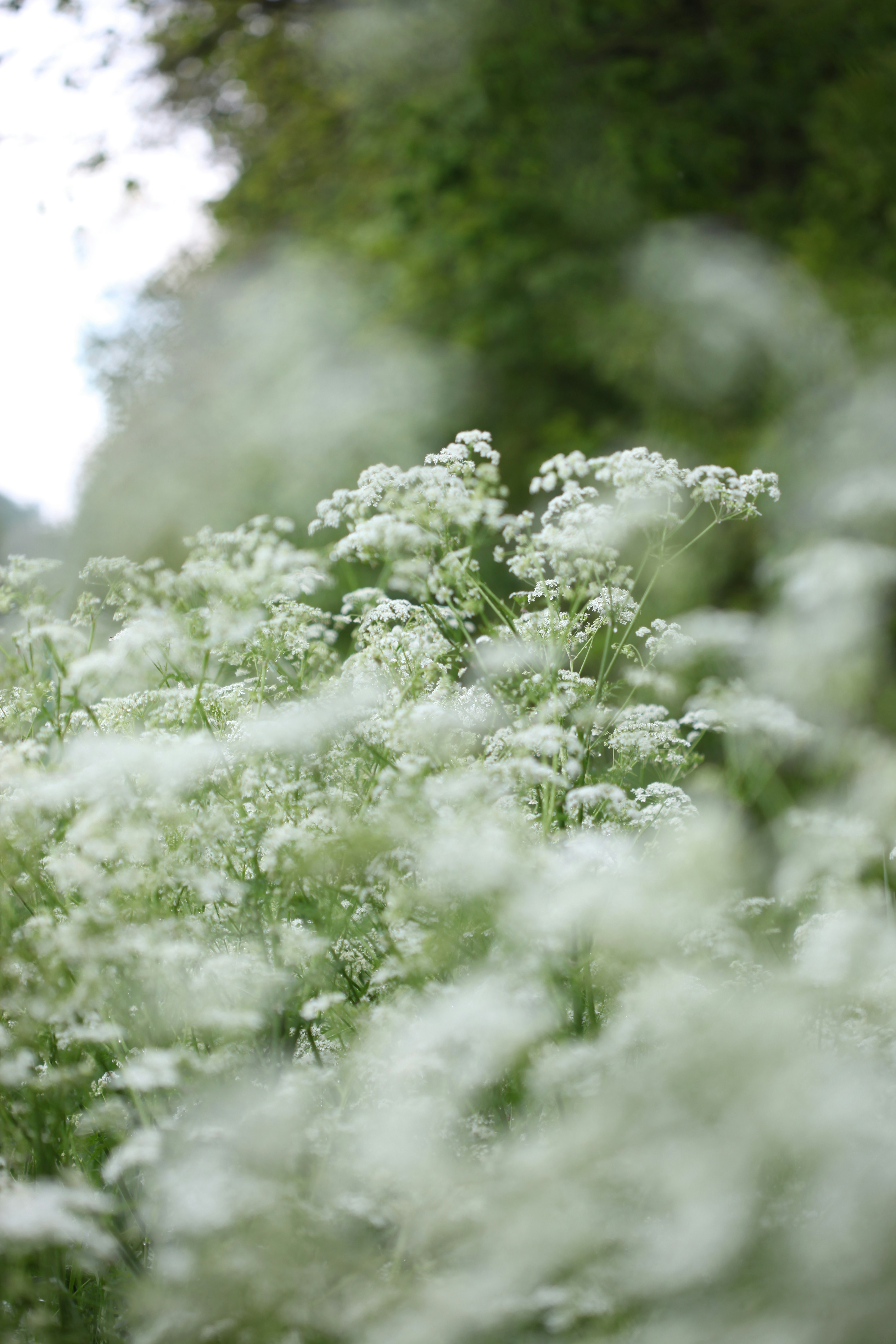 Mist-veiled Wildflowers in a Sunlit Meadow