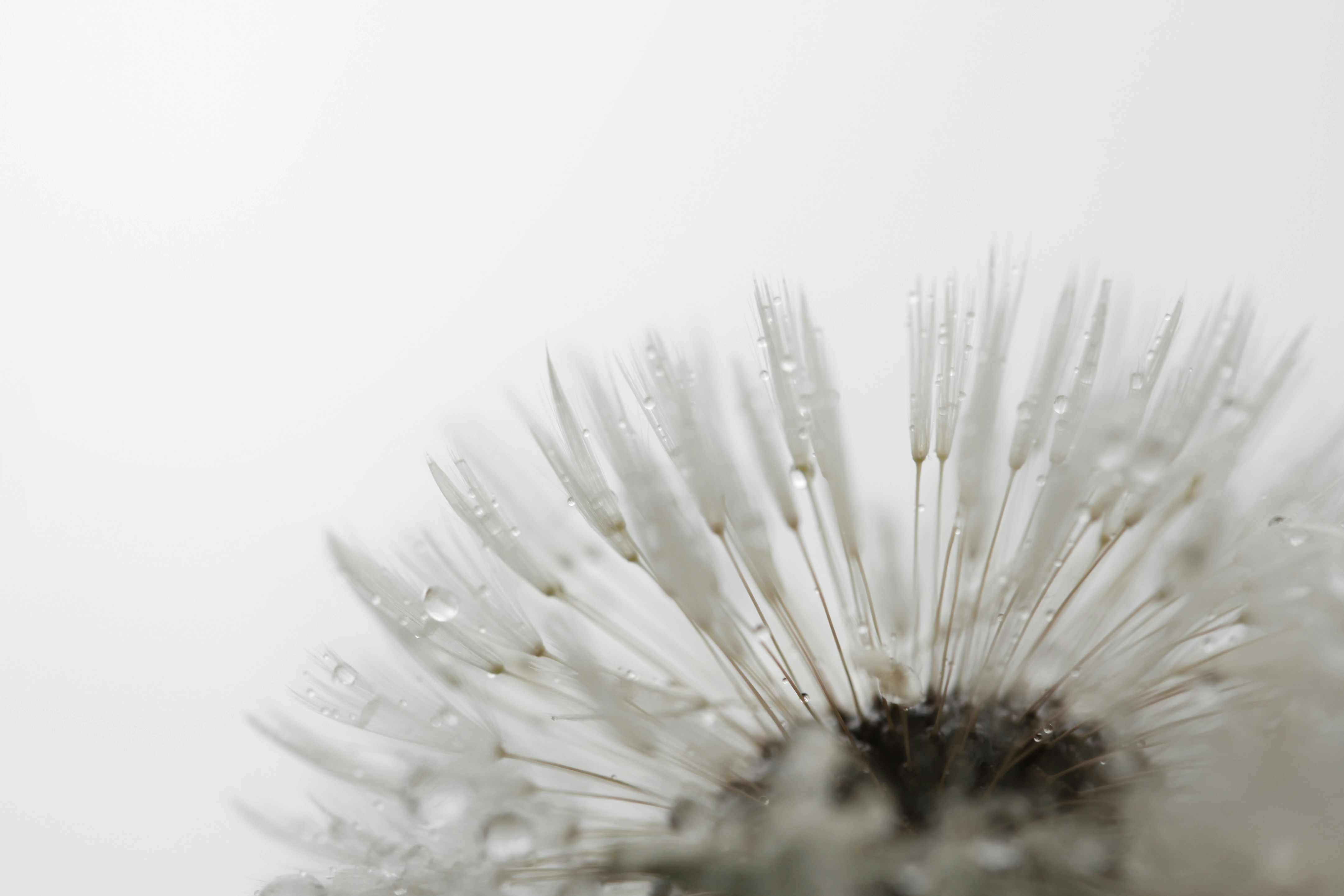 Dandelion Steam: Quiet Spikes in Soft Focus