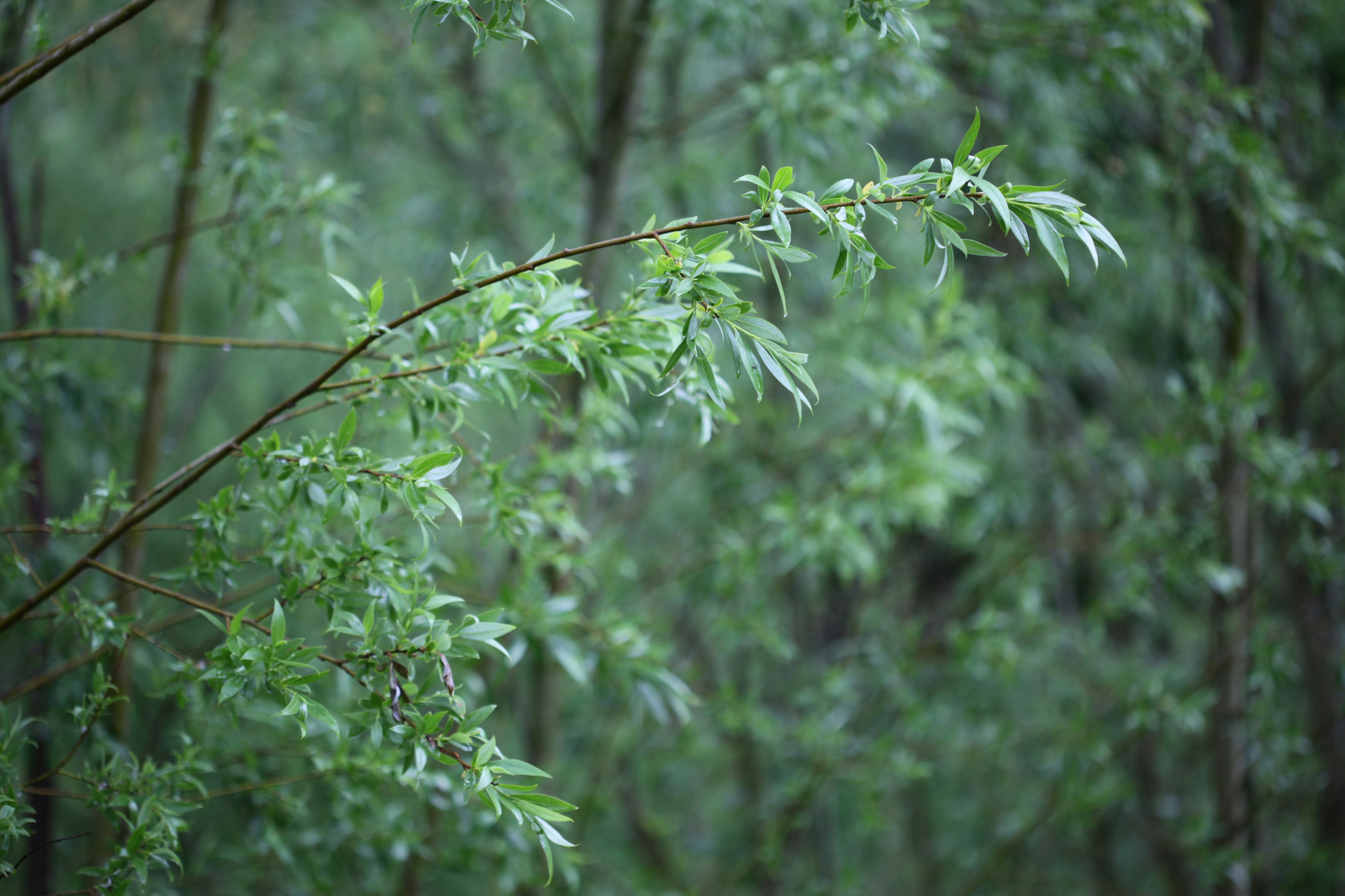 Emerald Creek: A Gentle Arc of Willow-Like Branches in Quiet Forest Light