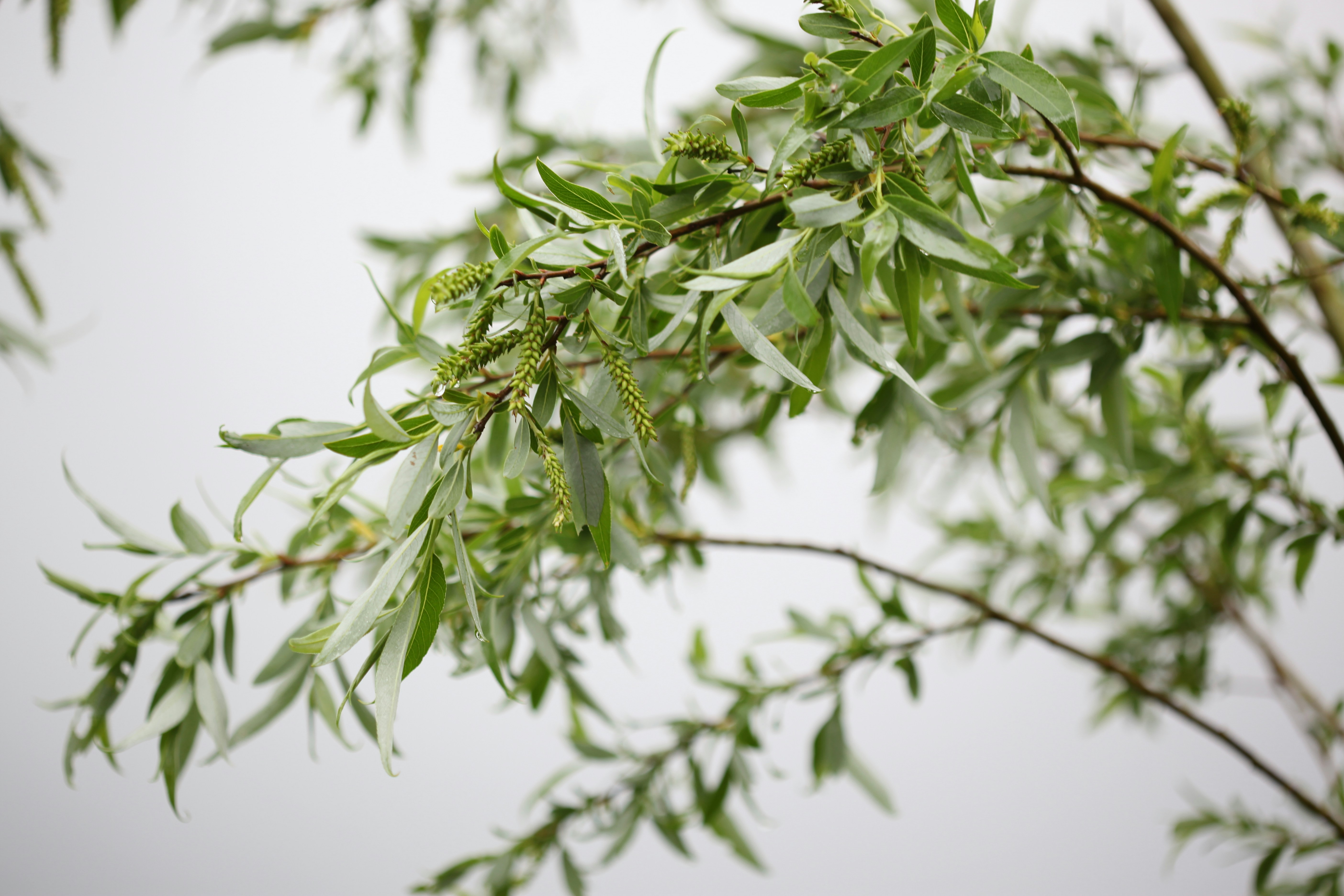 Branching Quiet: Olive-green Sprigs Reach Across a Soft White Backdrop