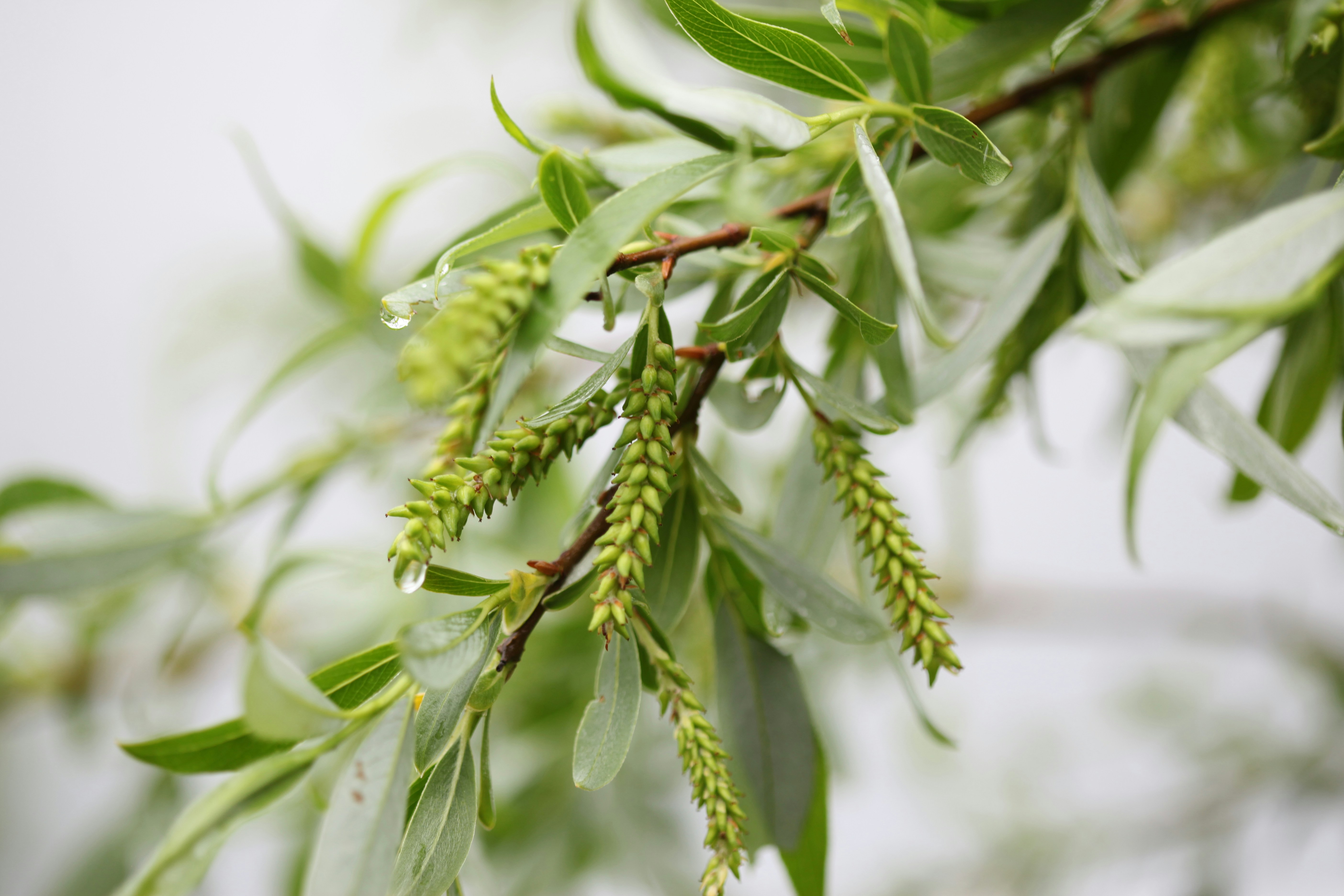 Green catkin clusters in focus among soft blur
