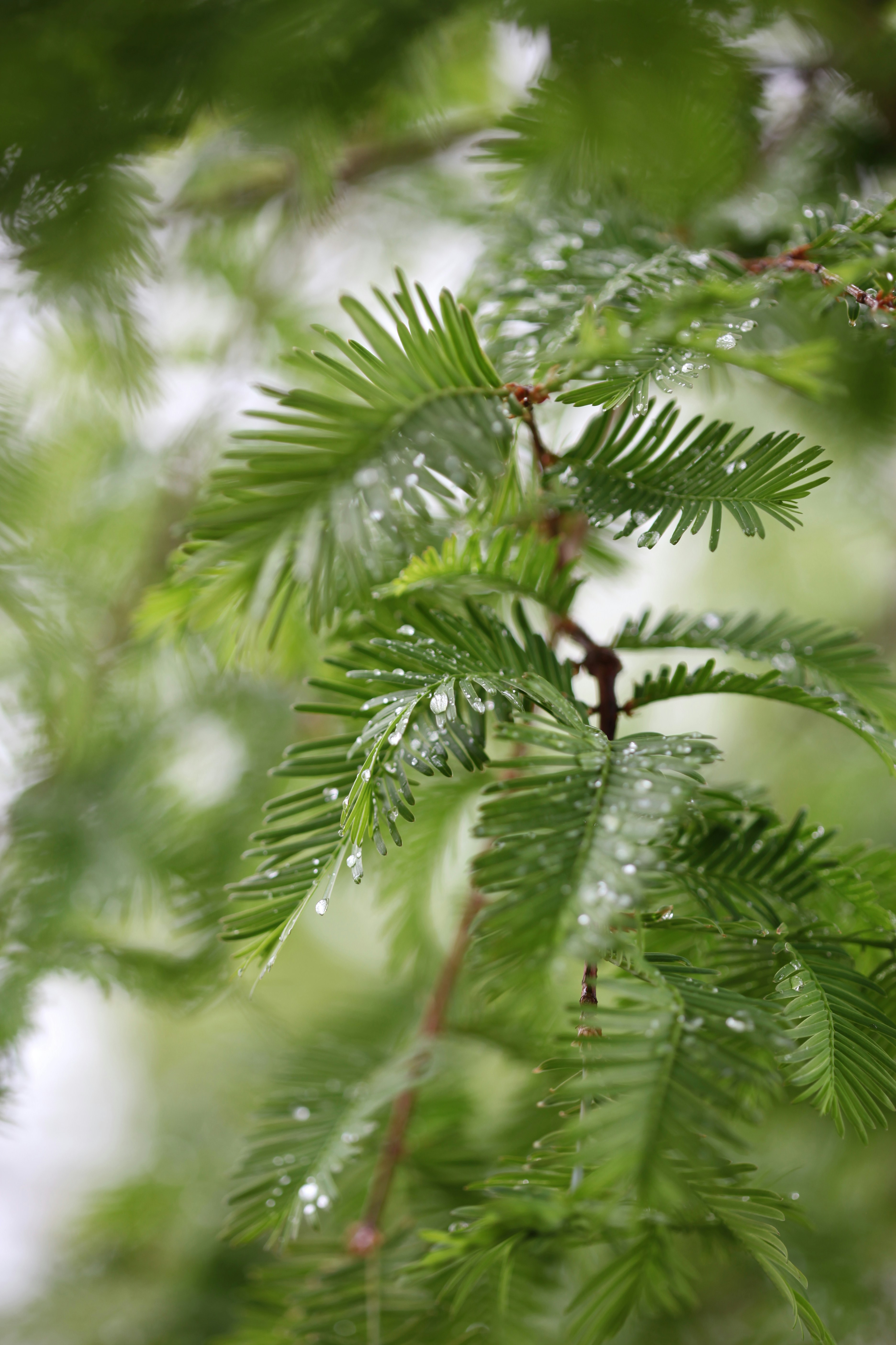 Verdant Sprigs with Dew: A Close Cascade of Needle-like Foliage