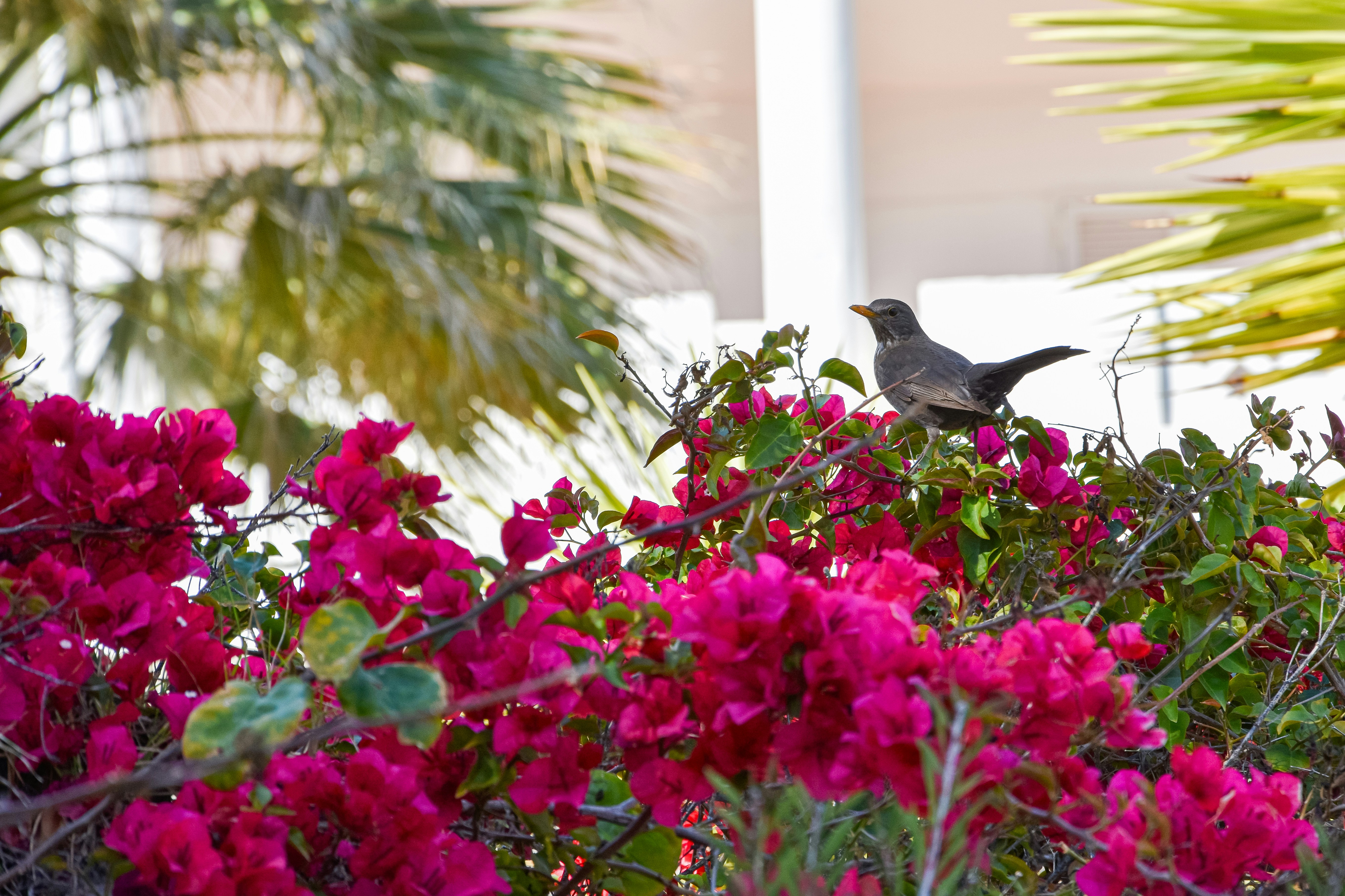 Scarlet Bougainvillea and a Watchful Hush