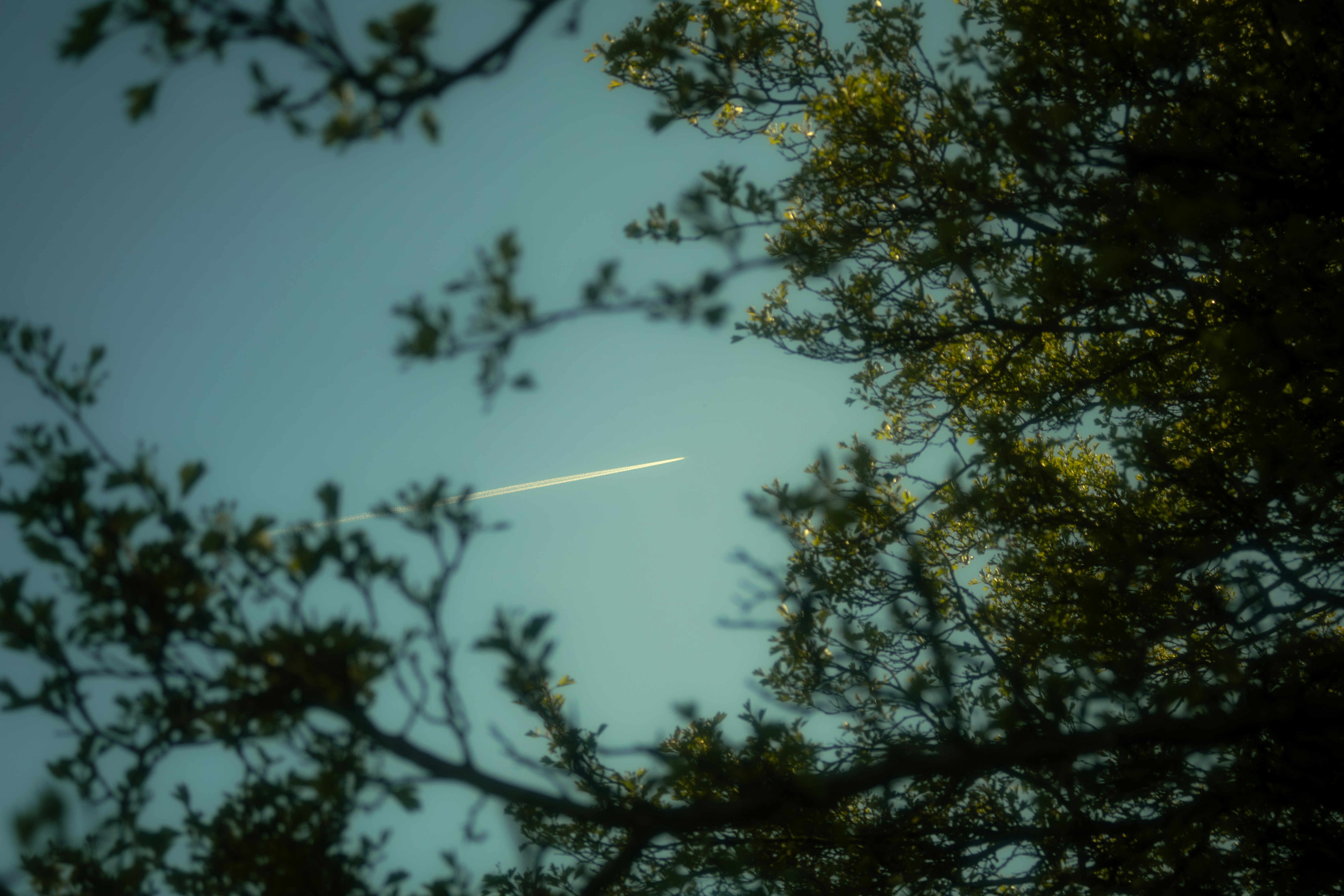 Jet Trail through Evening Arboreal Silhouette