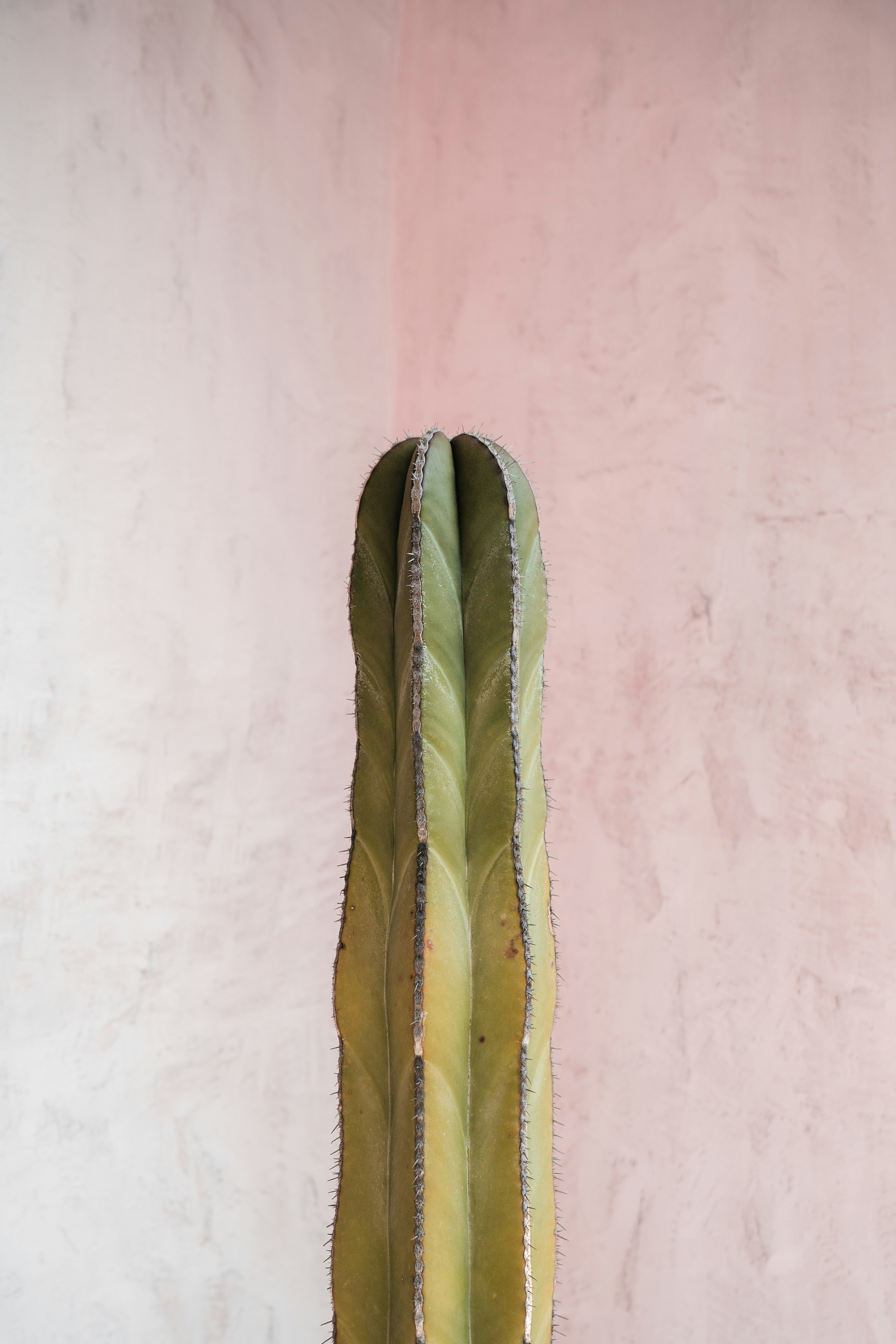 Desert Monument: A Pale Cactus Standing Against Rosy Walls