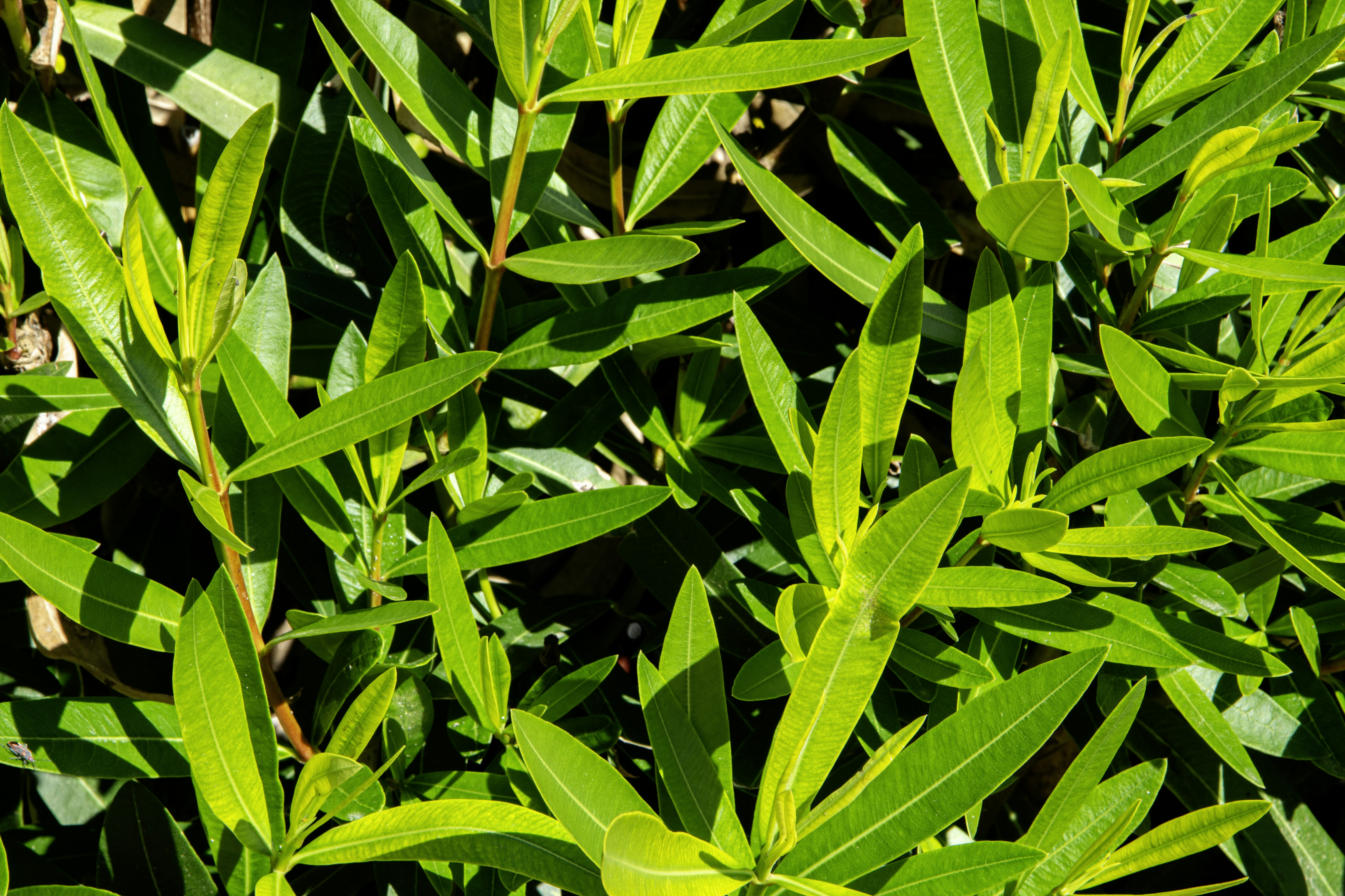 Sunlit Laurel Leaves: Vivid Green in Close Clustering