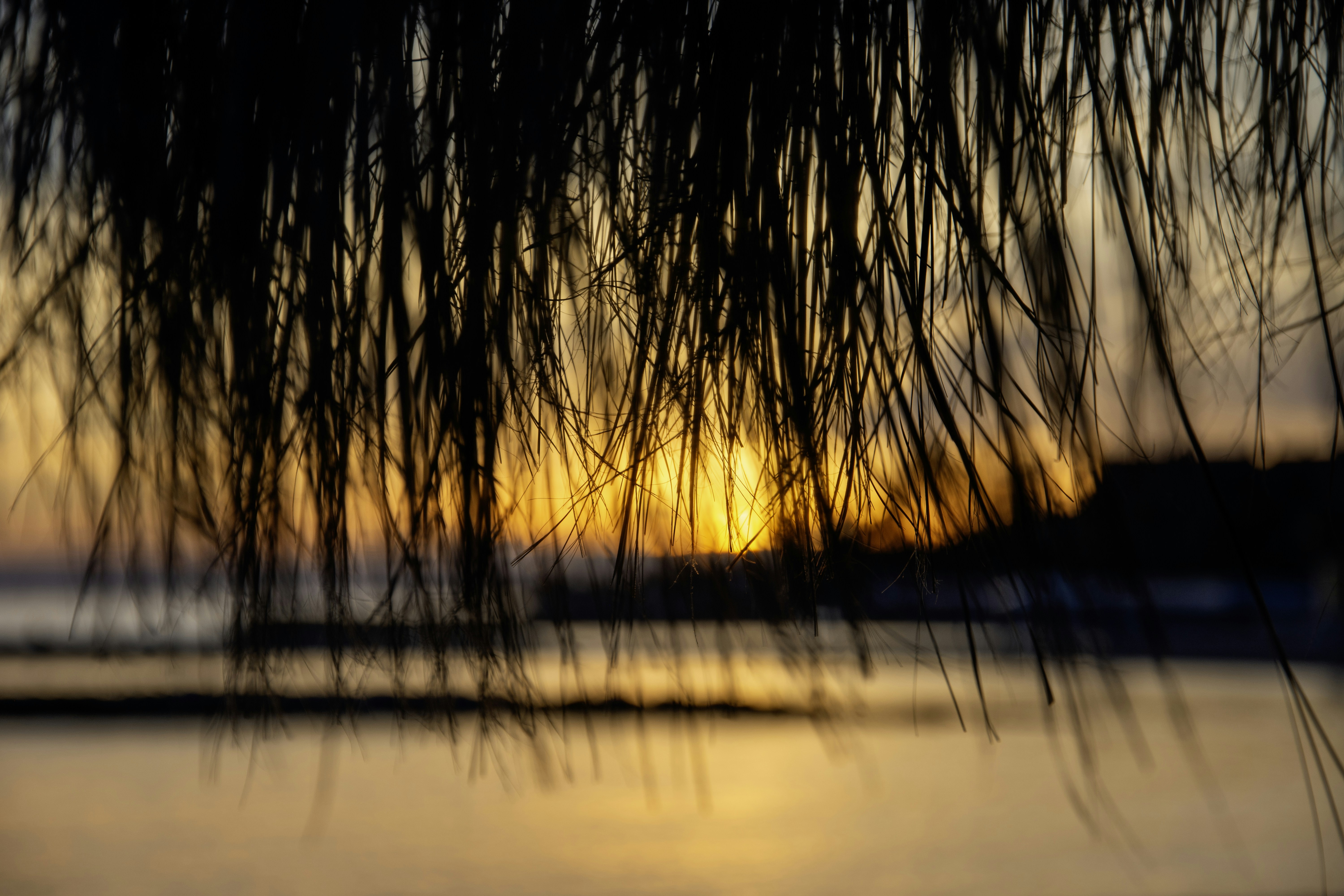 Sunlit Fronds: Silhouettes Dancing Over a Quiet Sunset
