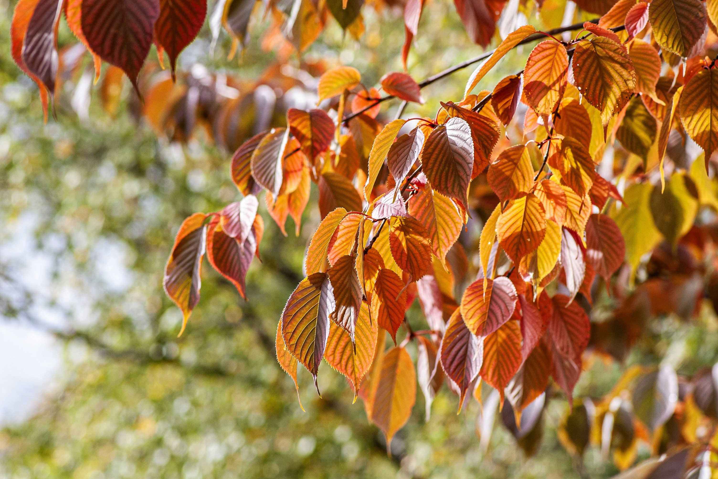 Autumn Ember: Orange Leaves Framing a Sunlit Branch