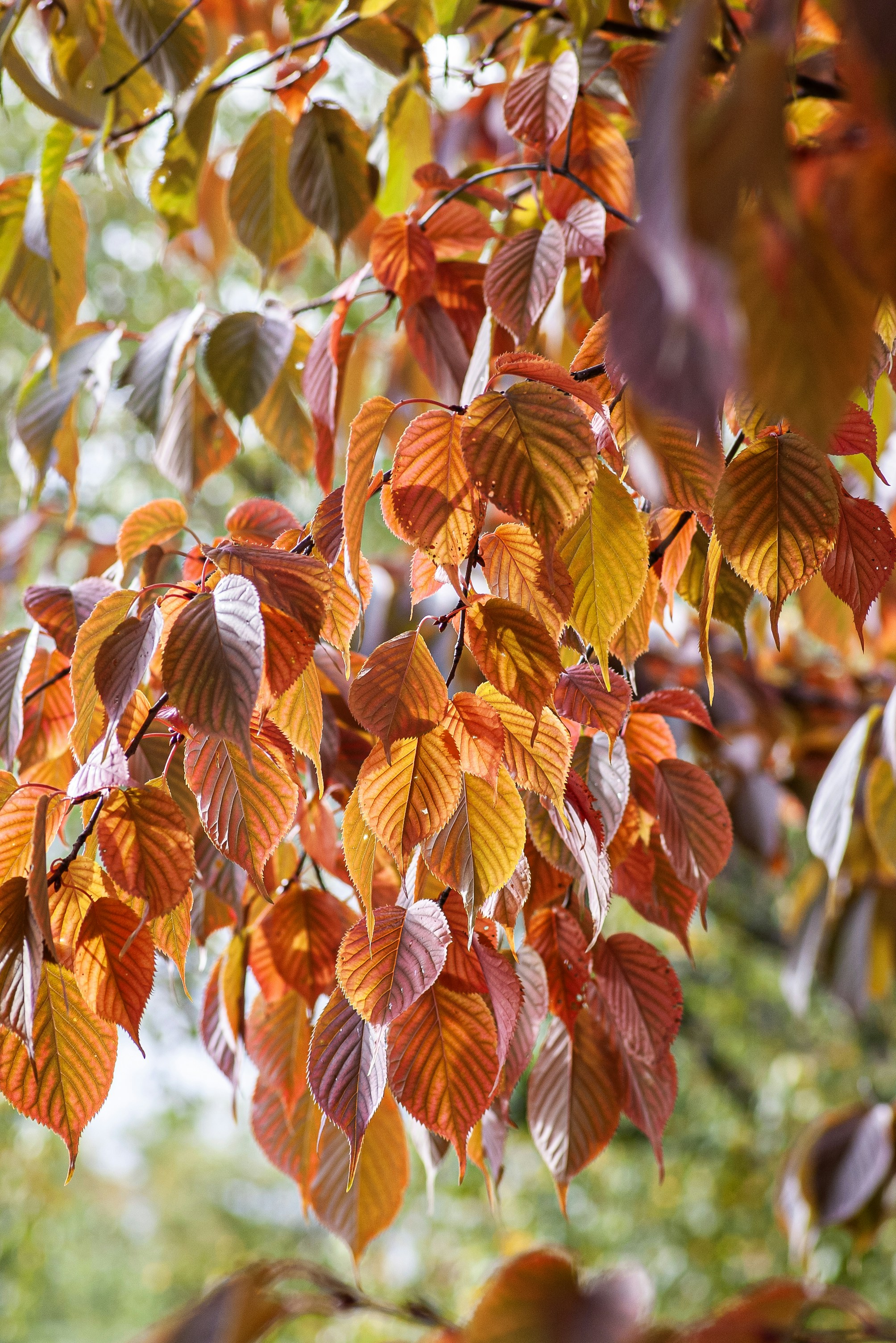 Autumn Veil: A Cascade of Red, Orange, and Gold Leaves