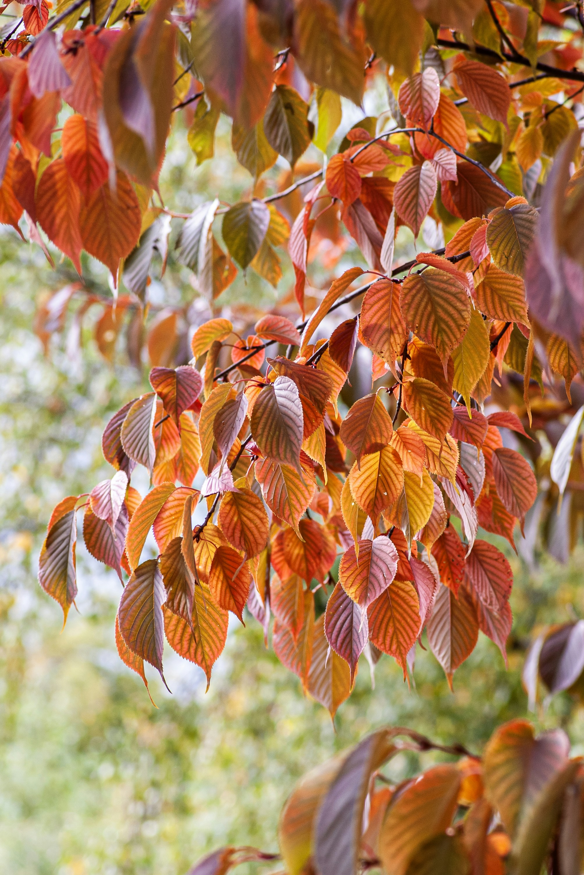 Autumn Harvest: Rosy Leaves Against a Soft Green Backdrop