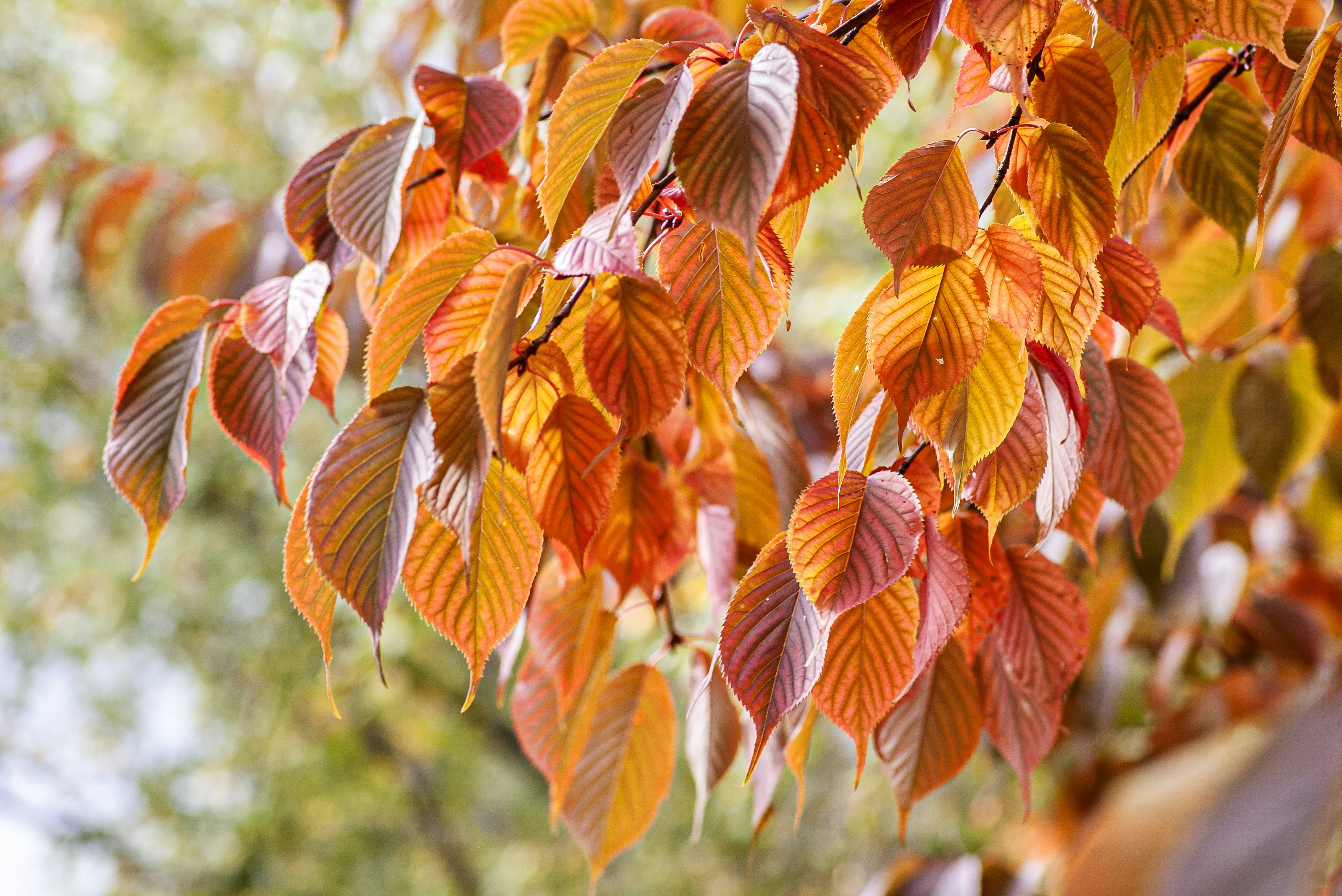 Autumnal Ember: A Cascade of Red-Orange Leaves