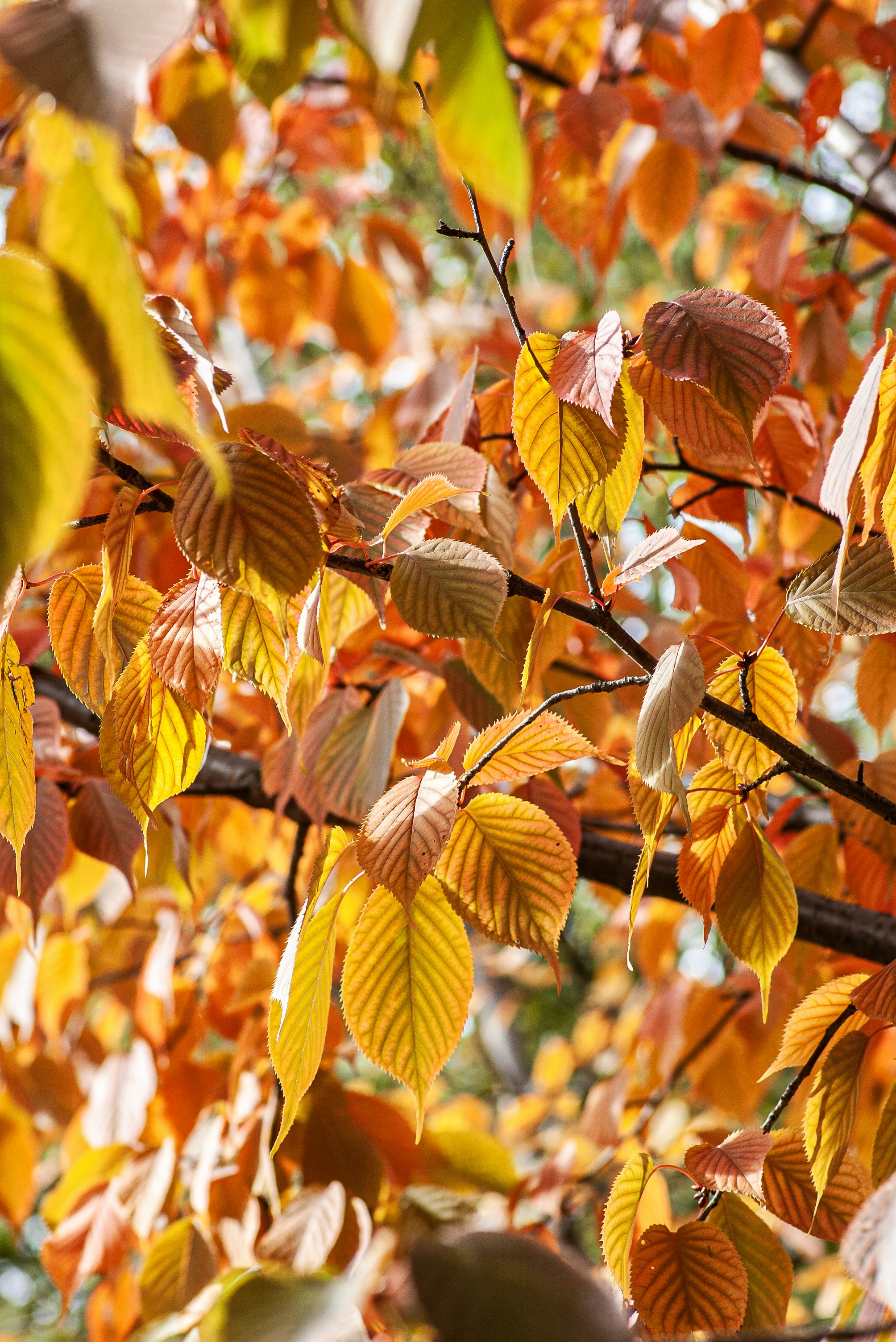 Autumn Foliage Confluence: Golden Leaves in Focus