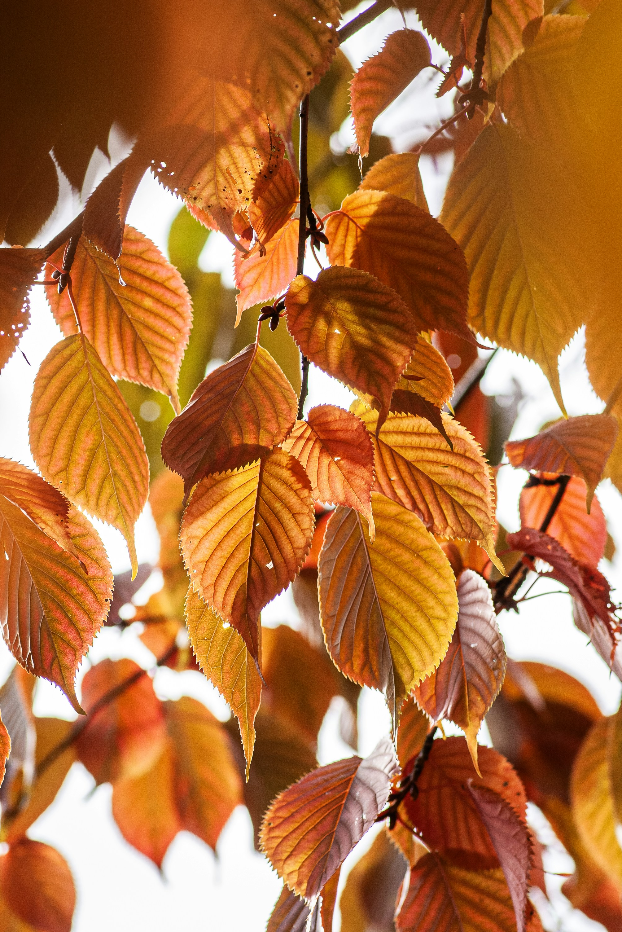 Autumn Vein: a cascade of copper leaves against pale light