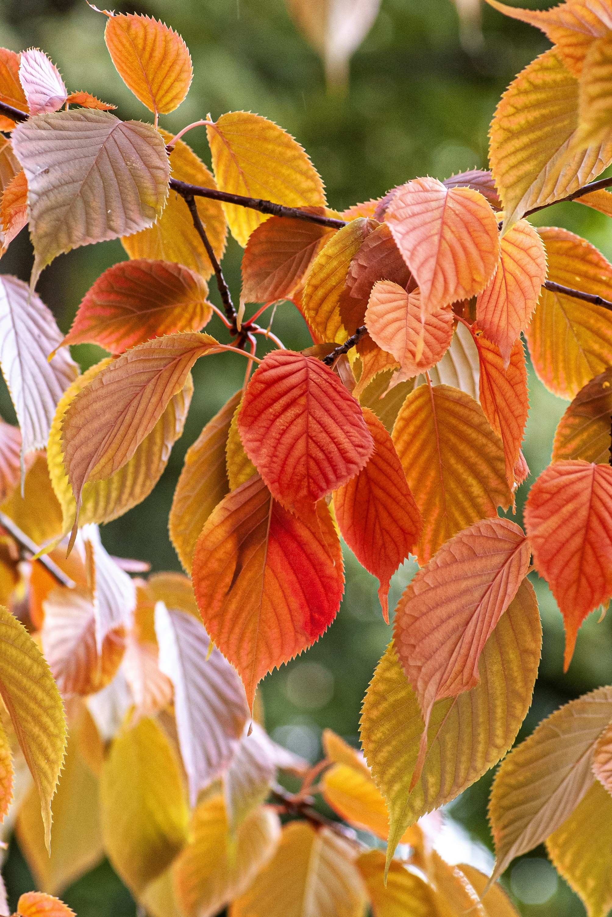 Autumn Ember: Cluster of Vibrant Leaves in Warm Hues