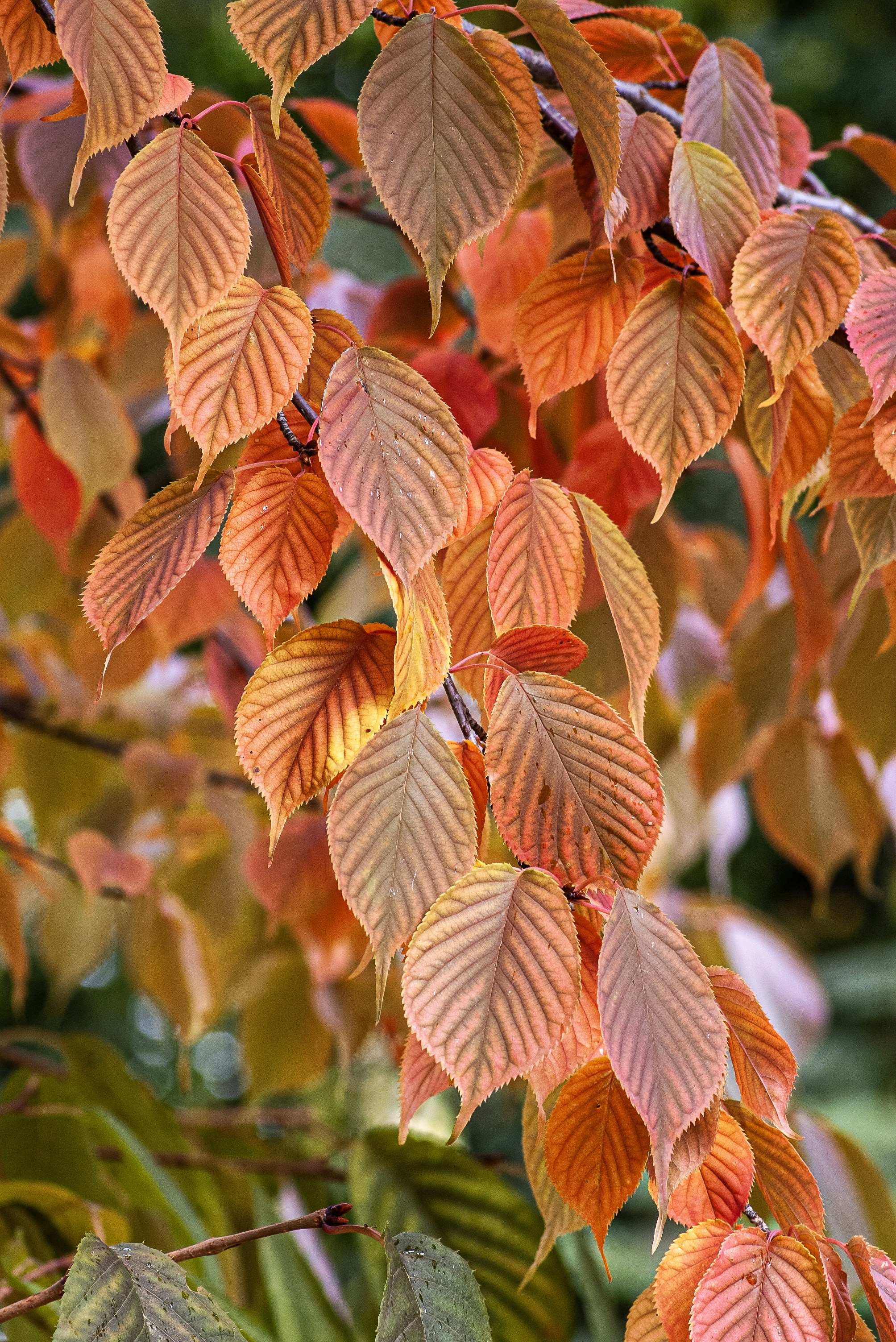 Autumnal Cascade: Close-Up of Coral-Red Leaves in Soft Fall Light