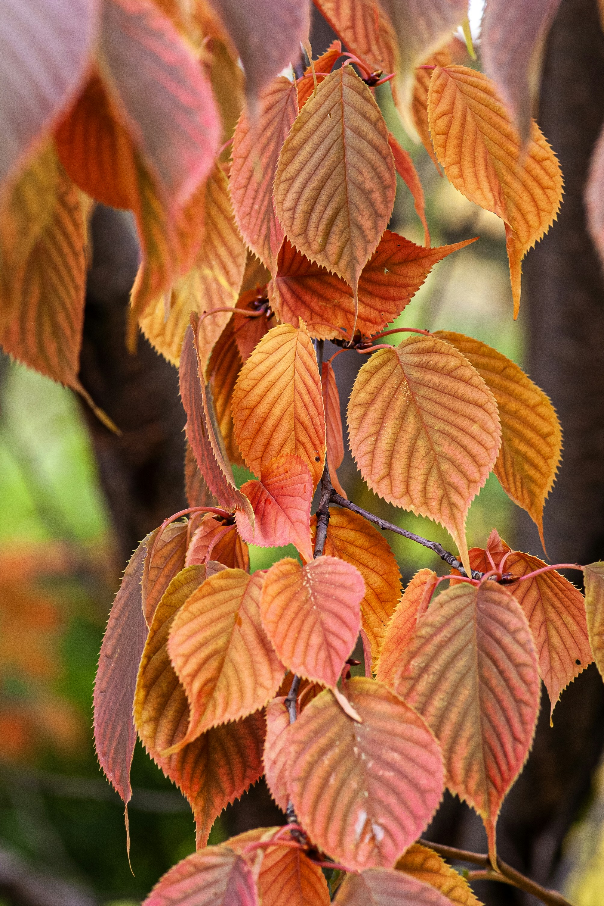 Autumn Ember Leaves Clinging to a Quiet Branch