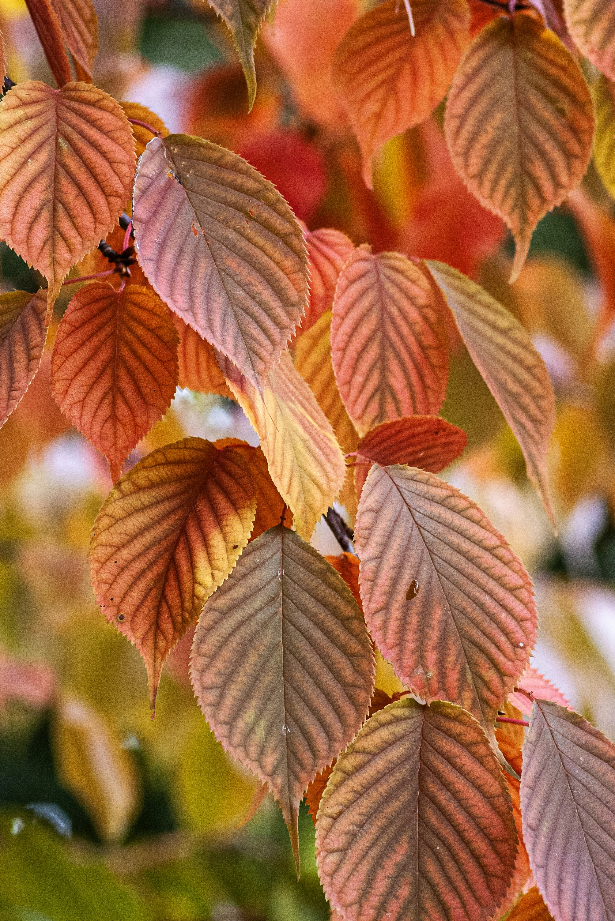 Autumn Vein: Close-up of Rust-Red Leaves with Veined Texture