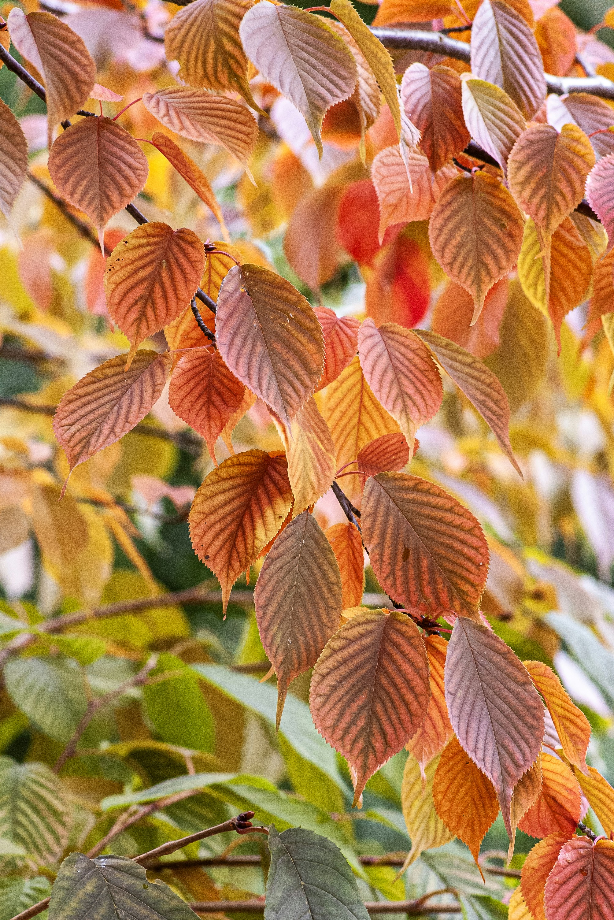 Autumn Veil: A Branch of Ember Leaves
