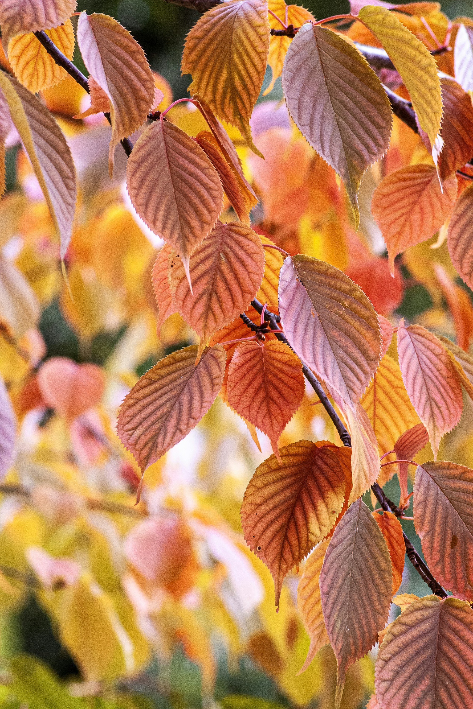 Autumn Ember Leaves on a Sunlit Branch