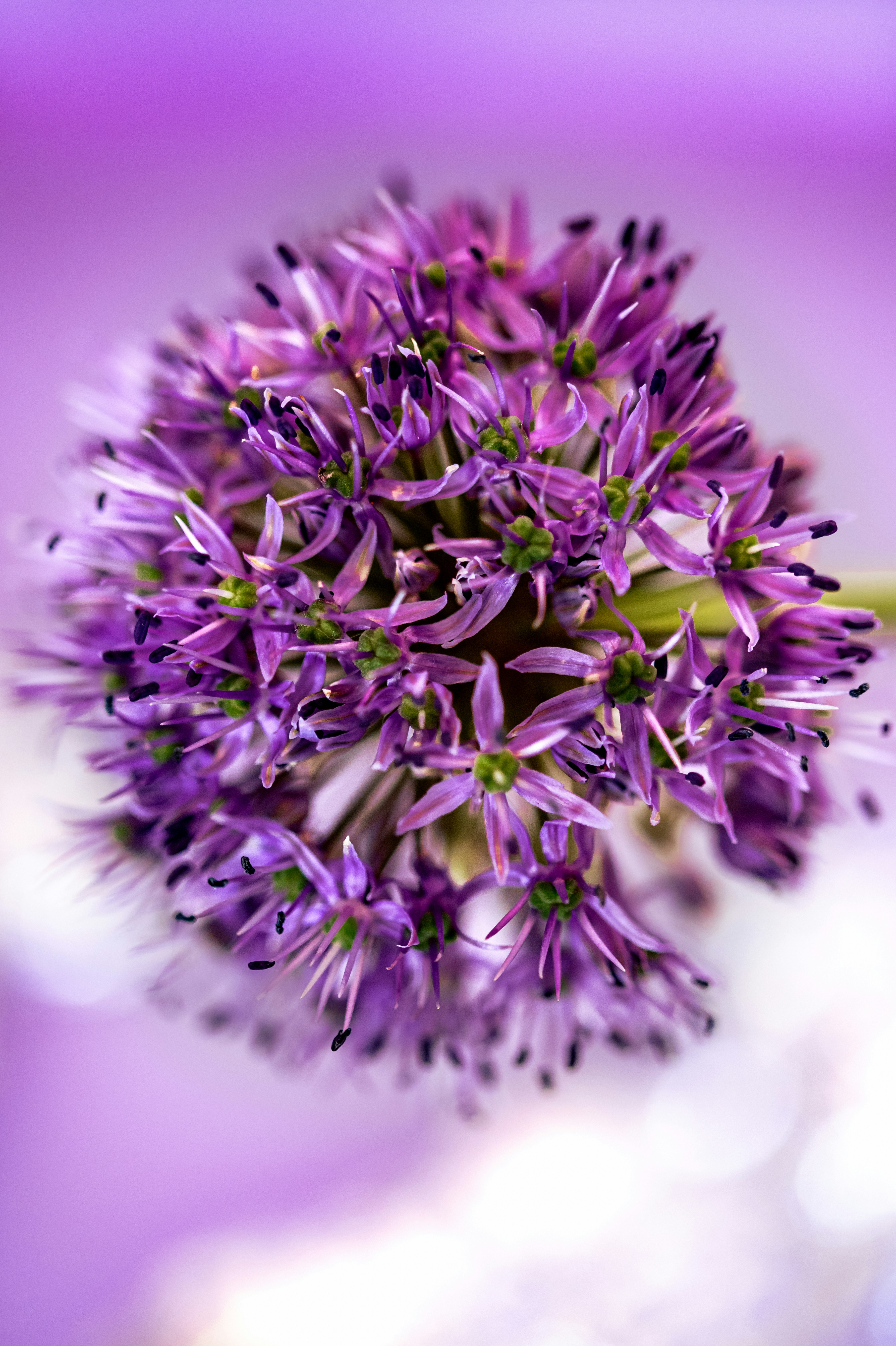 Purple Allium Macro: Centered Crown of Spikes