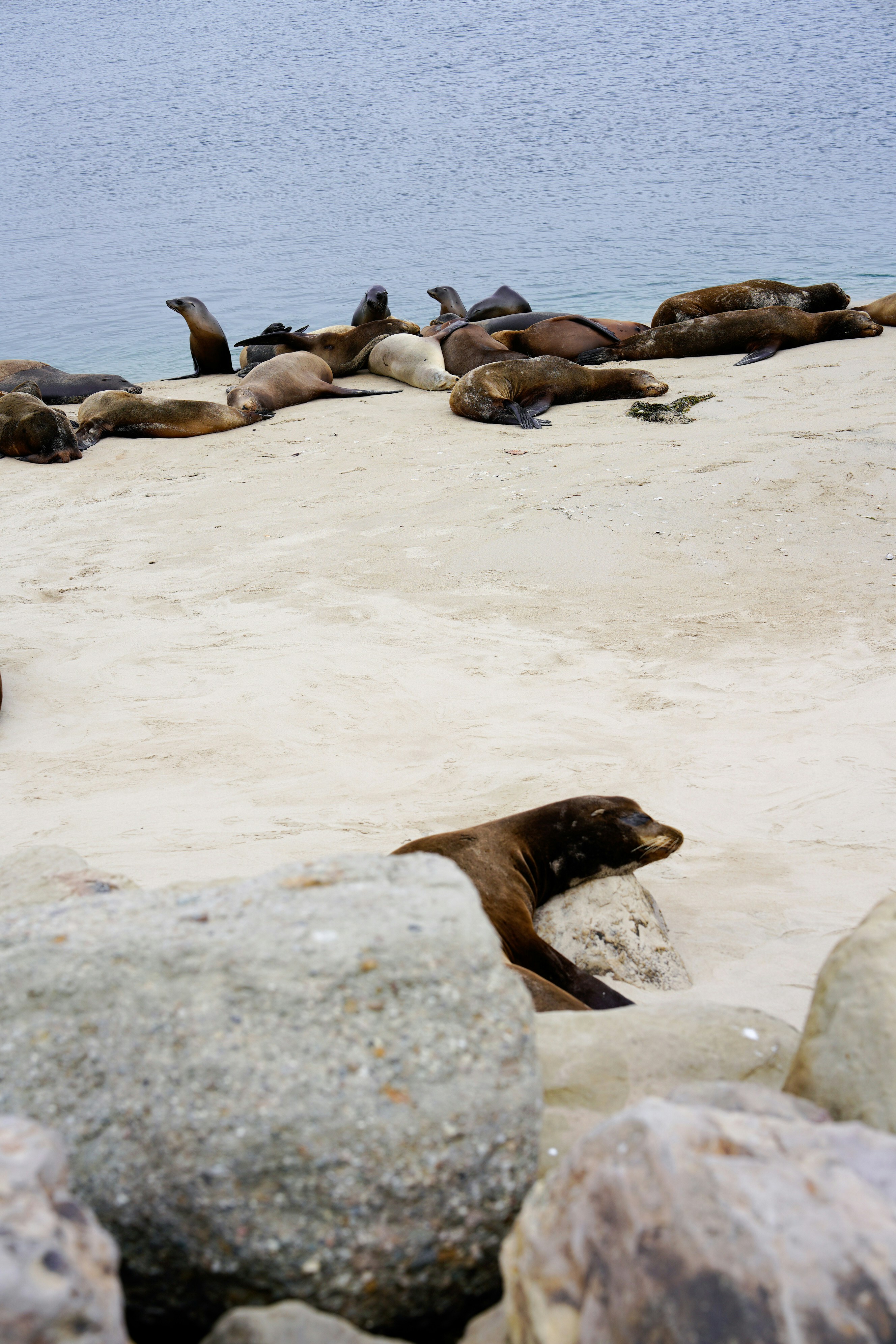 Group of seals lounging on a sandy shore beside calm water, with one younger seal peeking from a rock crevice; natural coastal scene.