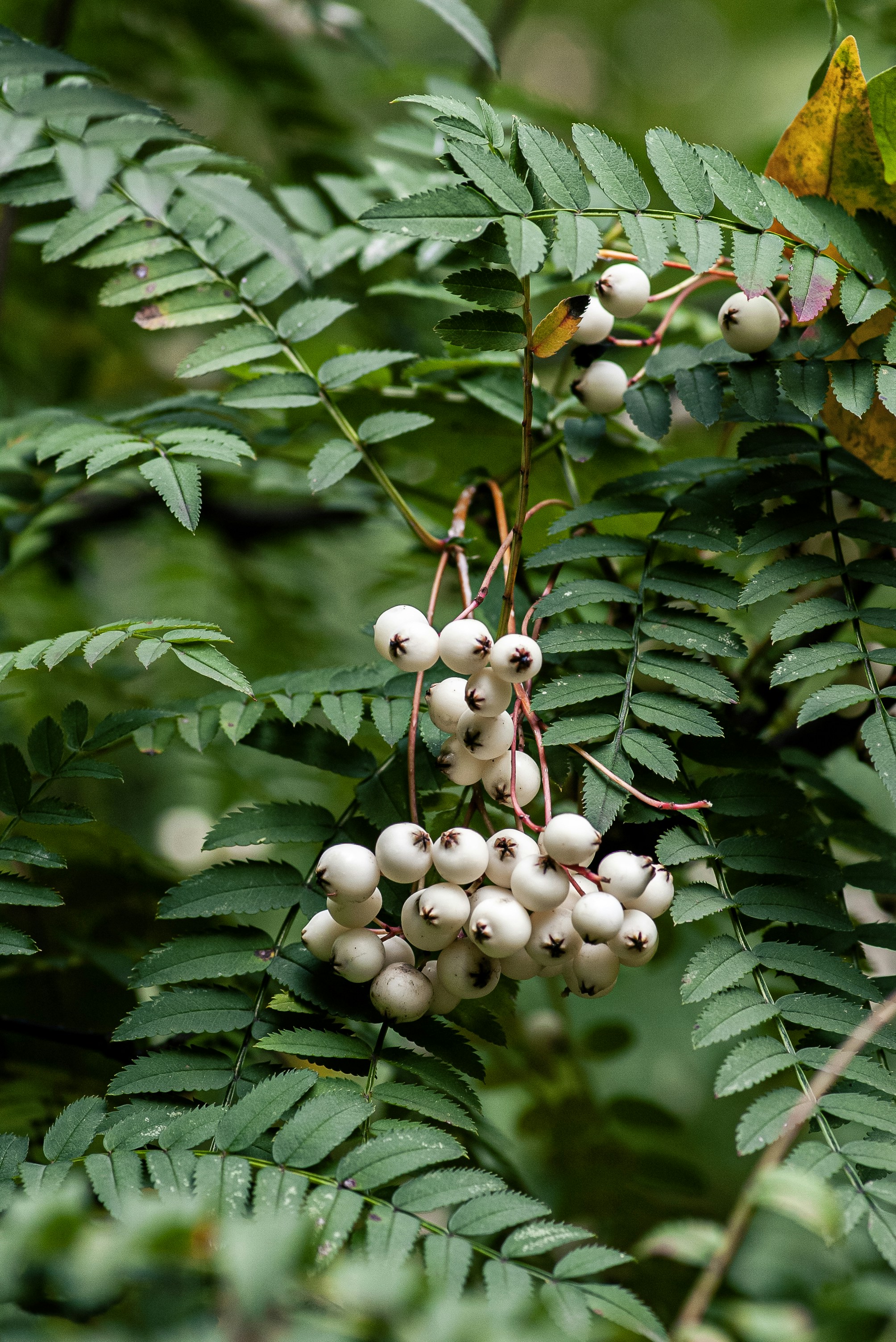 Moonlit Berries: A Cluster of White Globes Against Fern Fronds