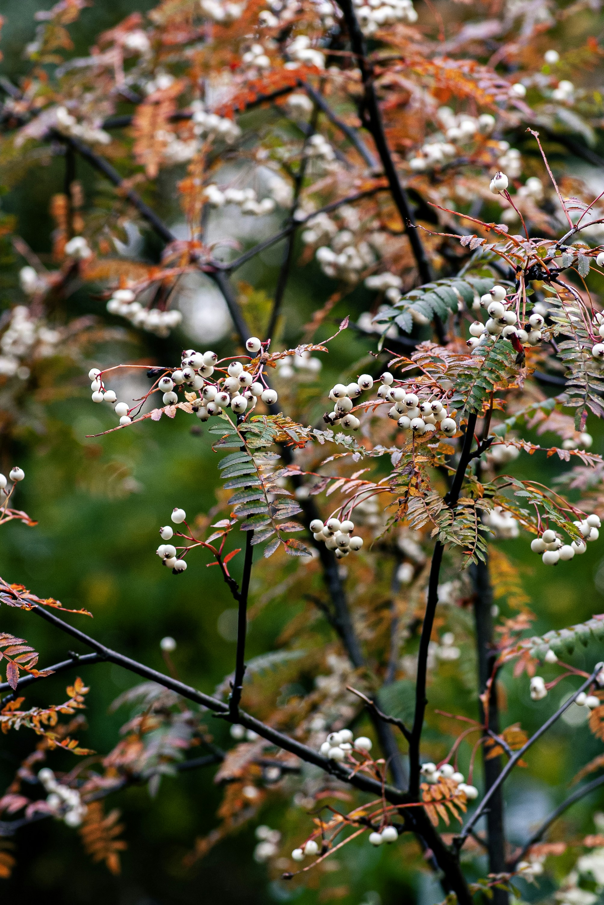 Autumn berries on a tangled twig mosaic