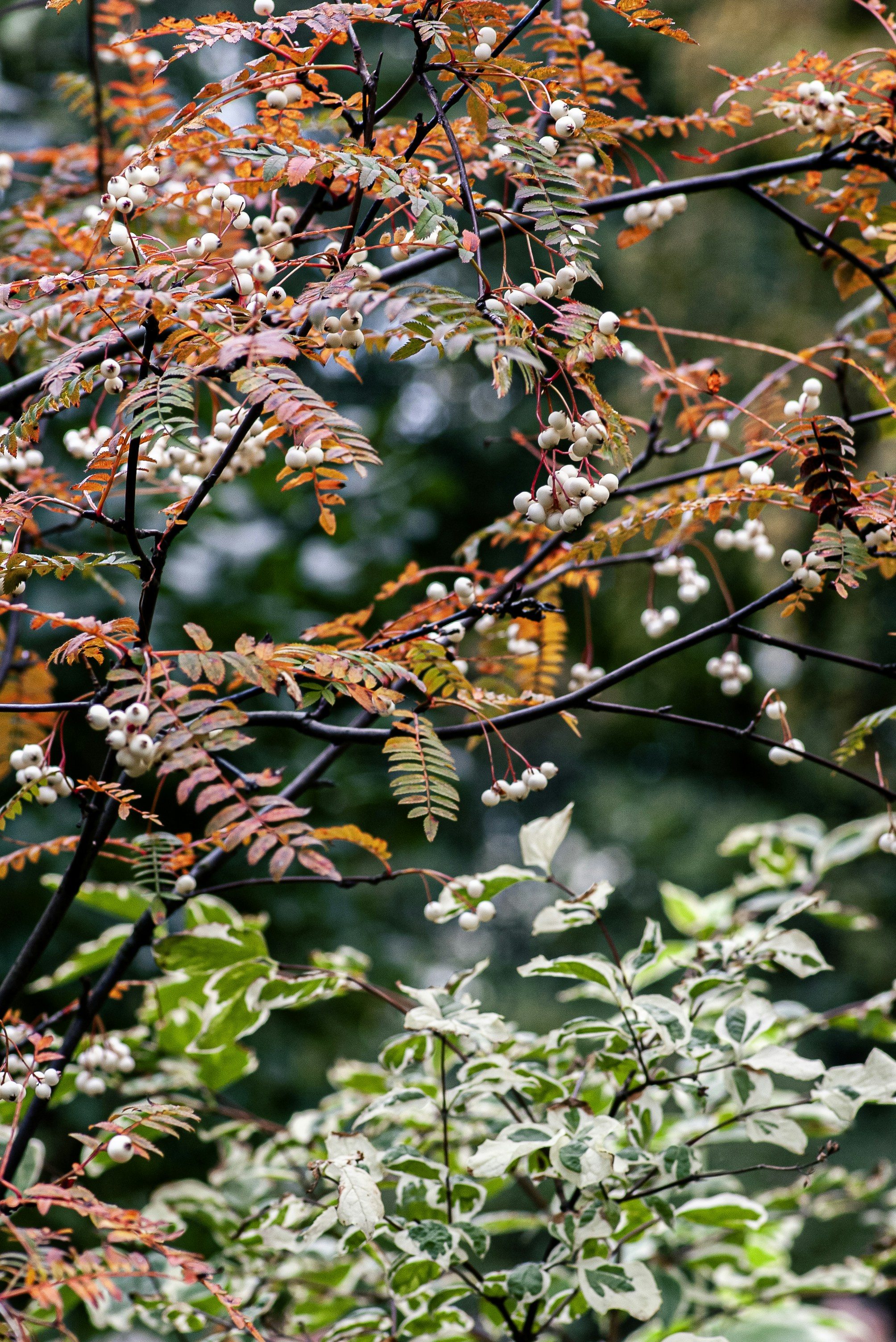 Autumnal White Berries Amid Multicolored Ferns and Branches