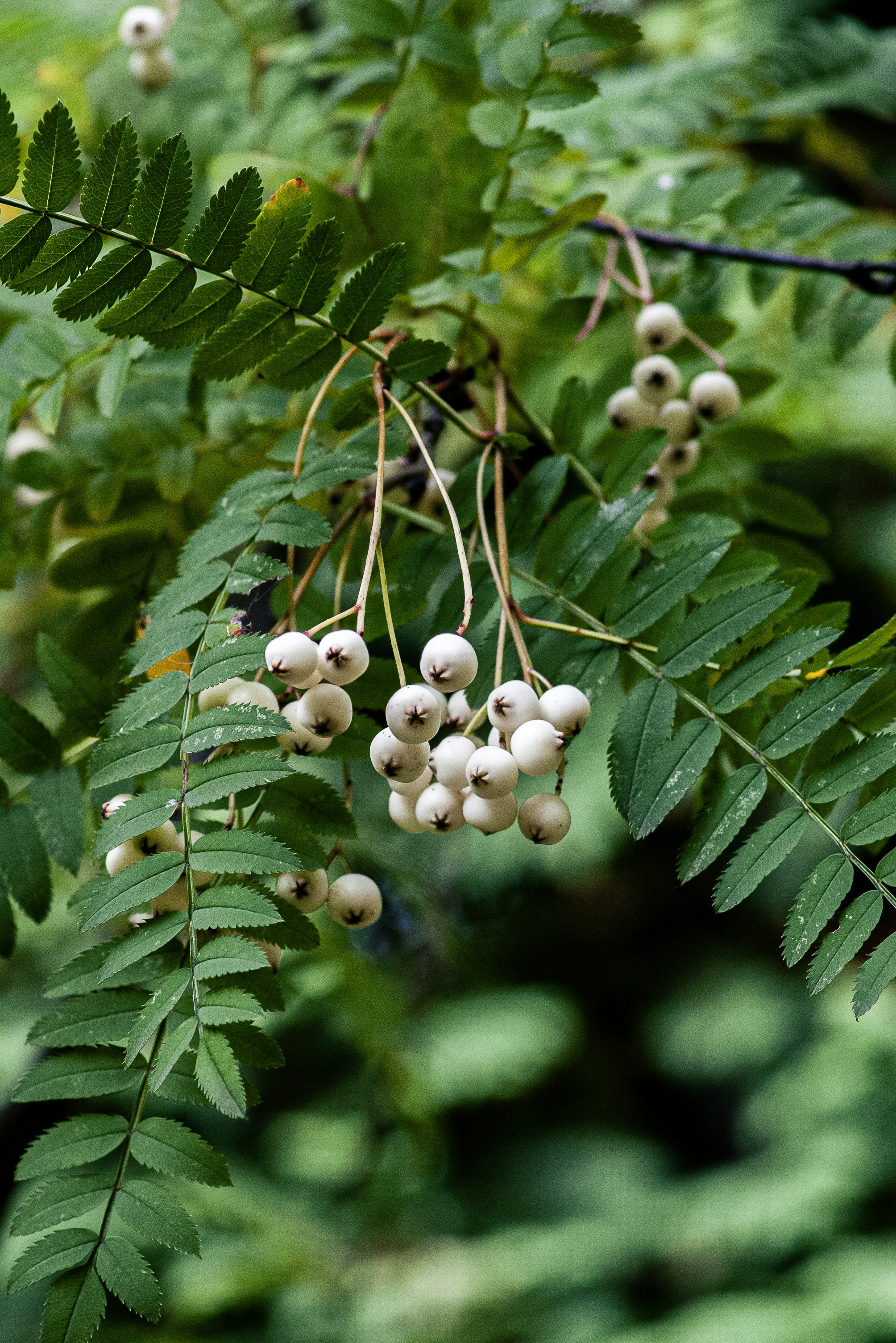 Bunches of white berries on a fern-like branch against a green garden backdrop