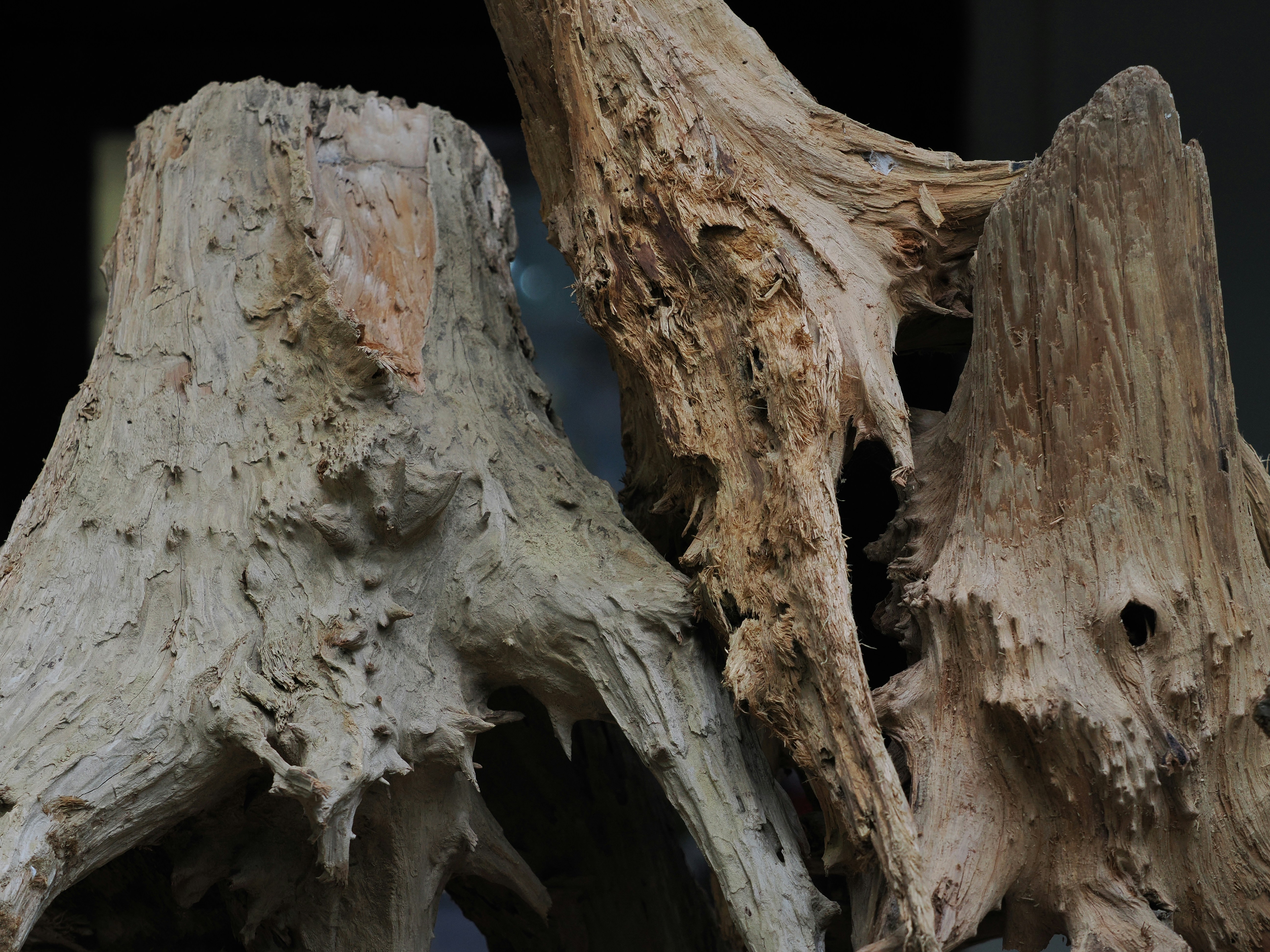 Weathered timber in close embrace of fractured roots