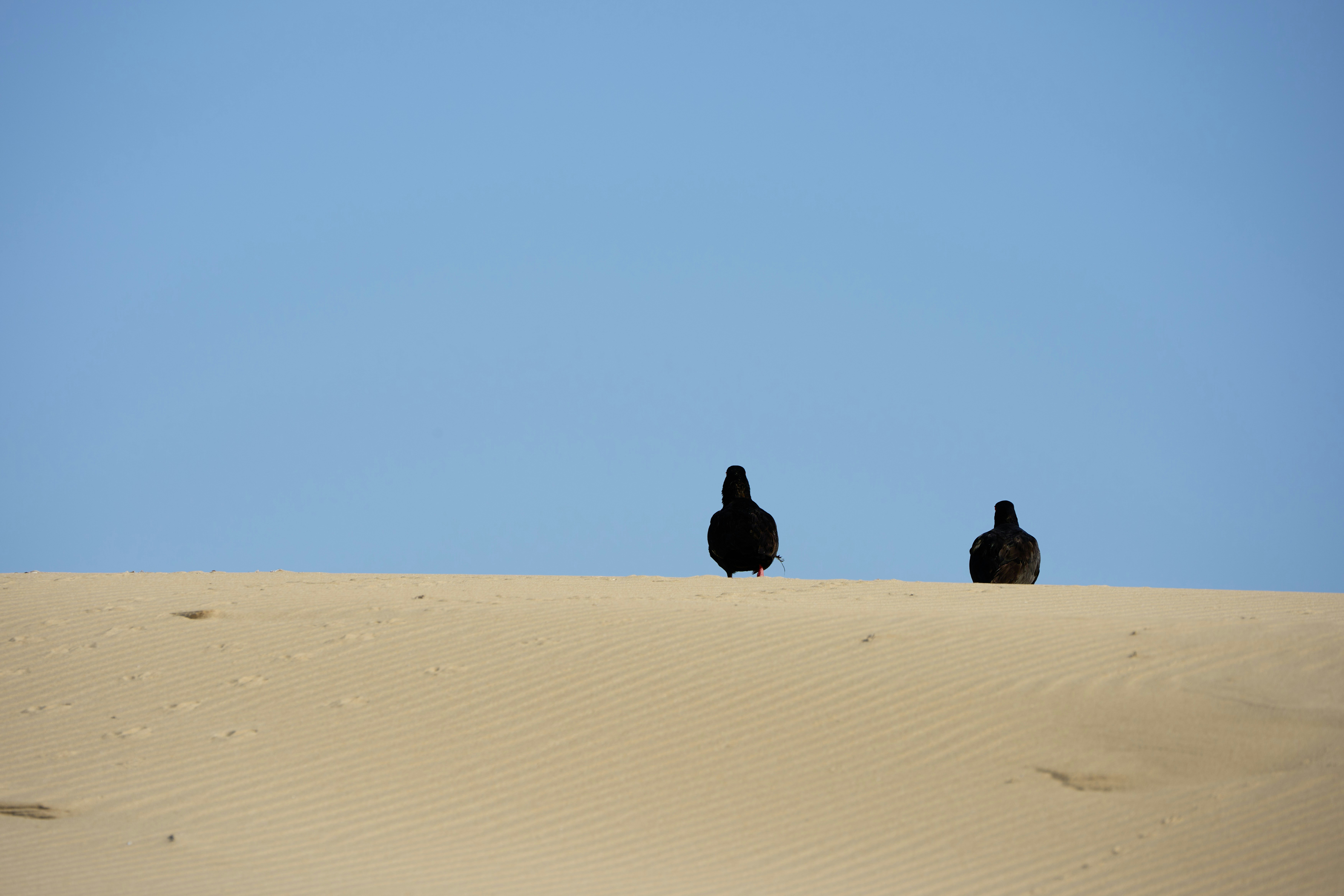 Two silhouettes on a sunlit dune under a clear noon sky