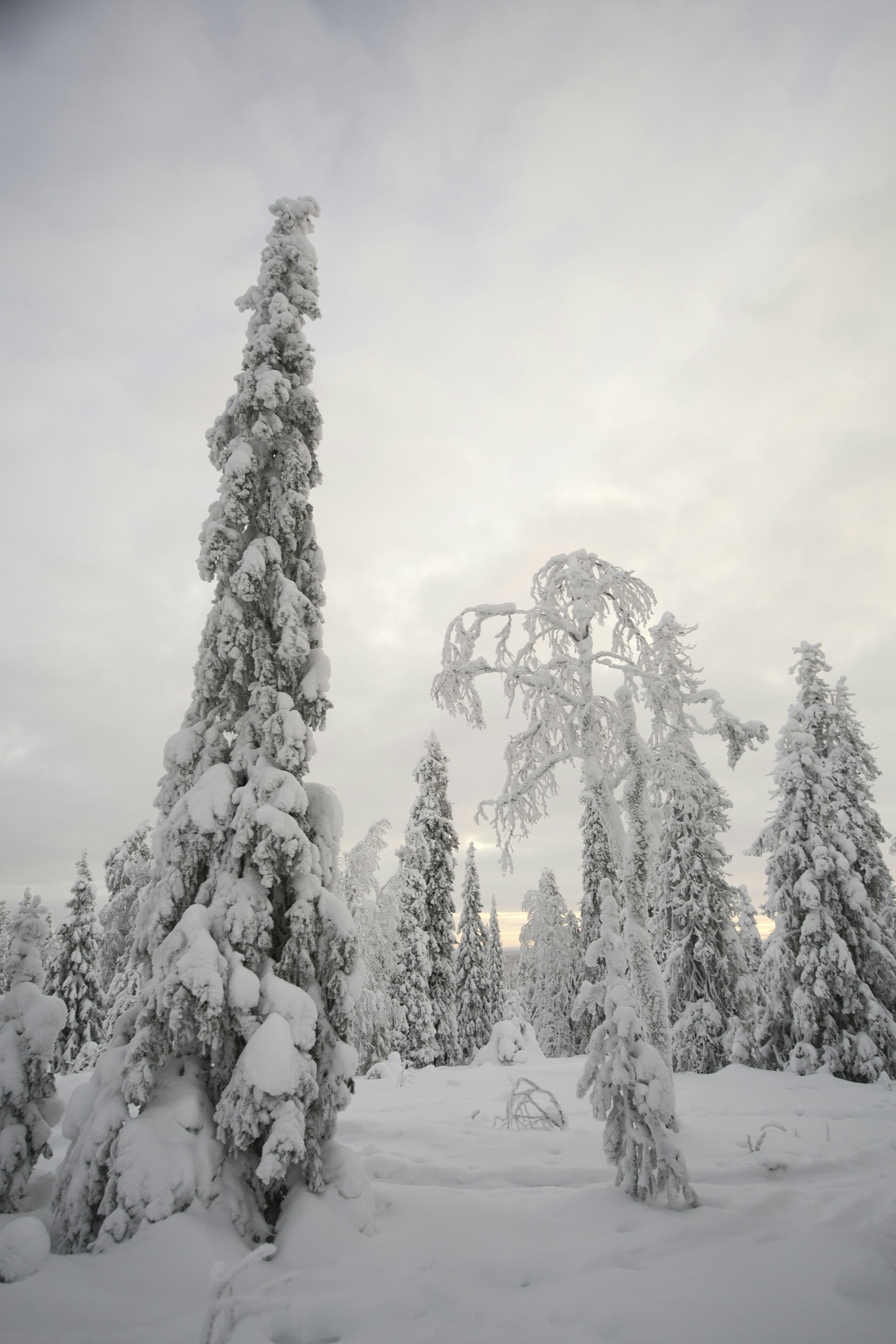 Snowbound Sentinels: A Forest Cloaked in Quiet White