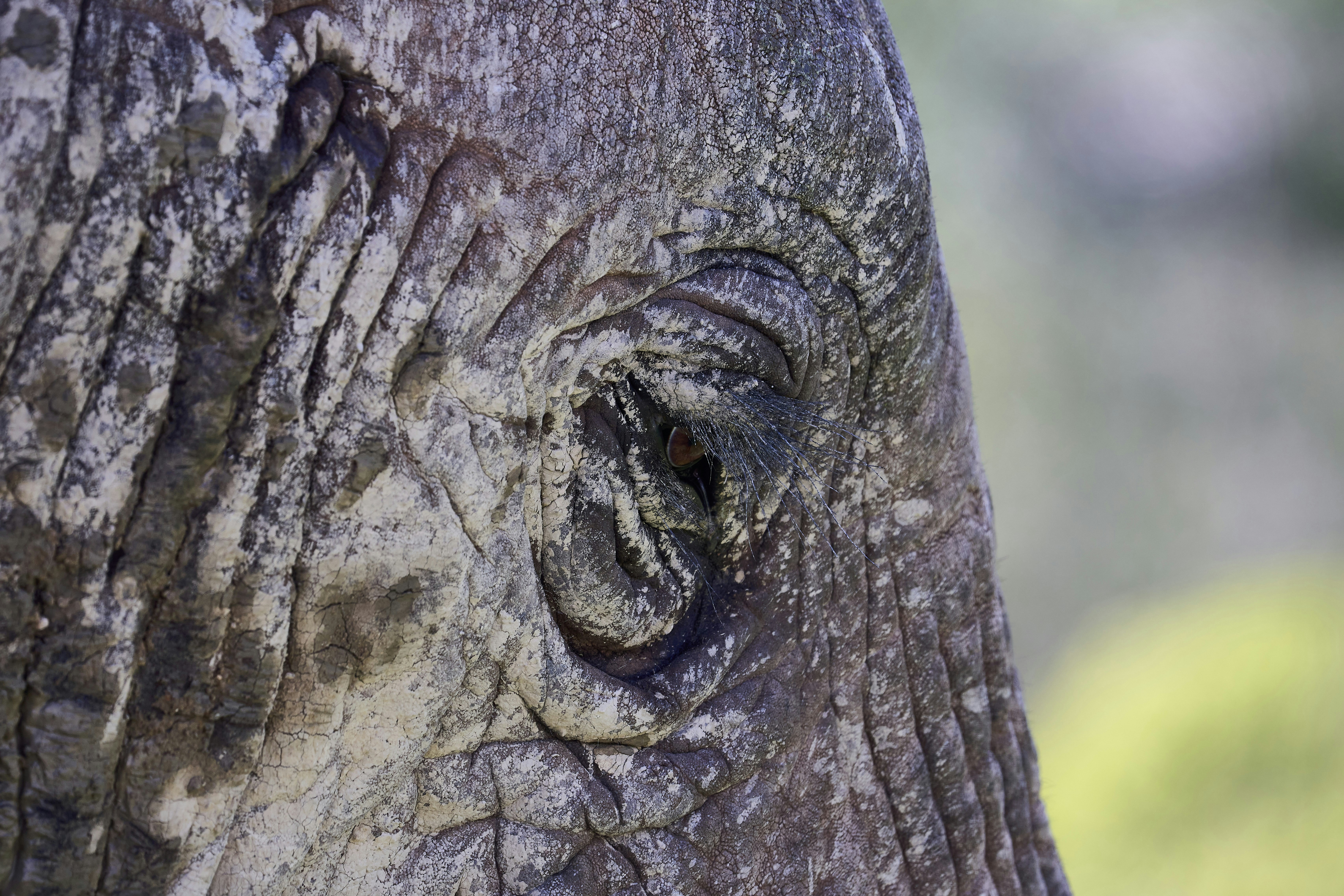 Close-up of Elephant Eye: Weathered Skin and Gentle Gaze