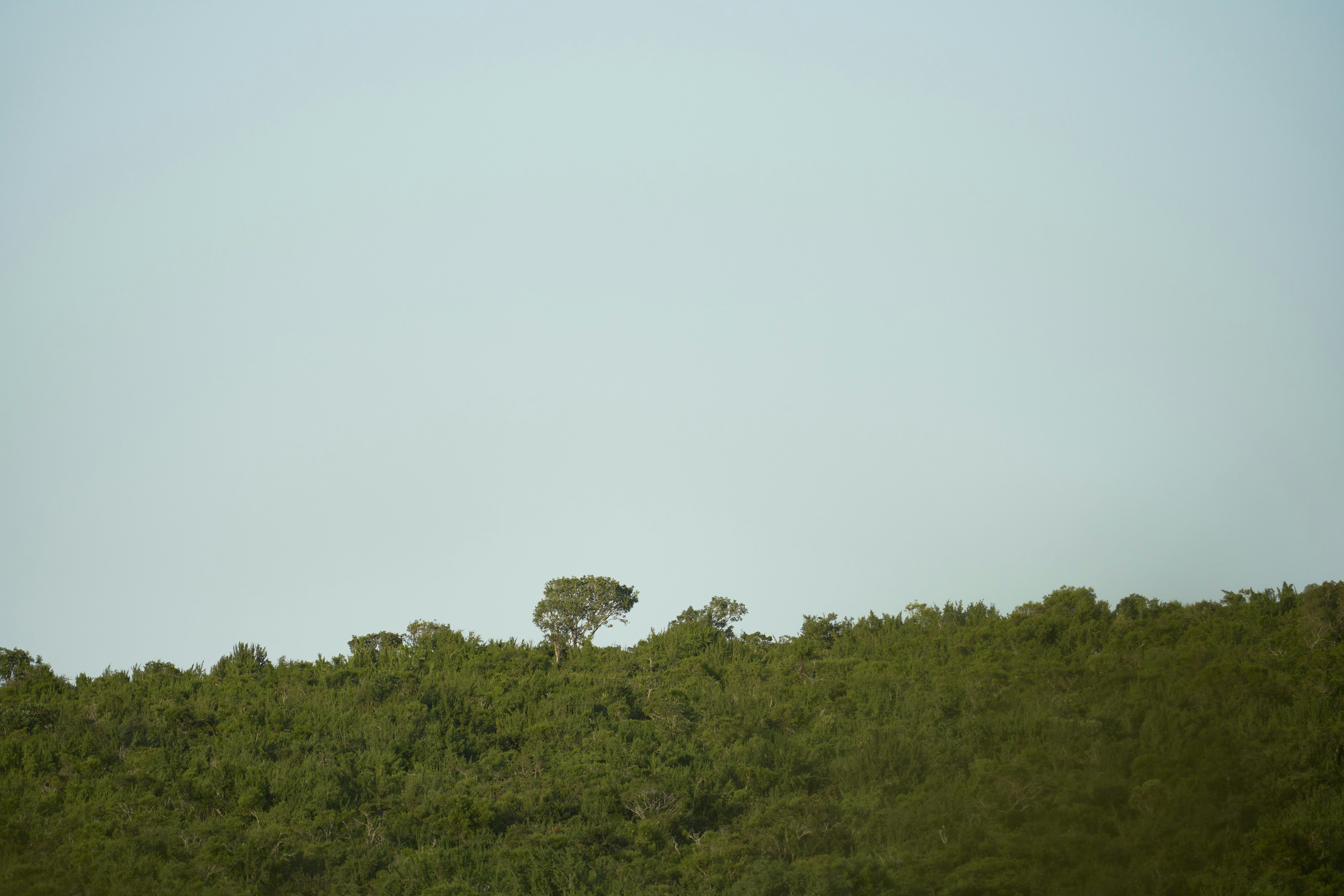 A Lone Tree Crowned on a Gentle Hill
