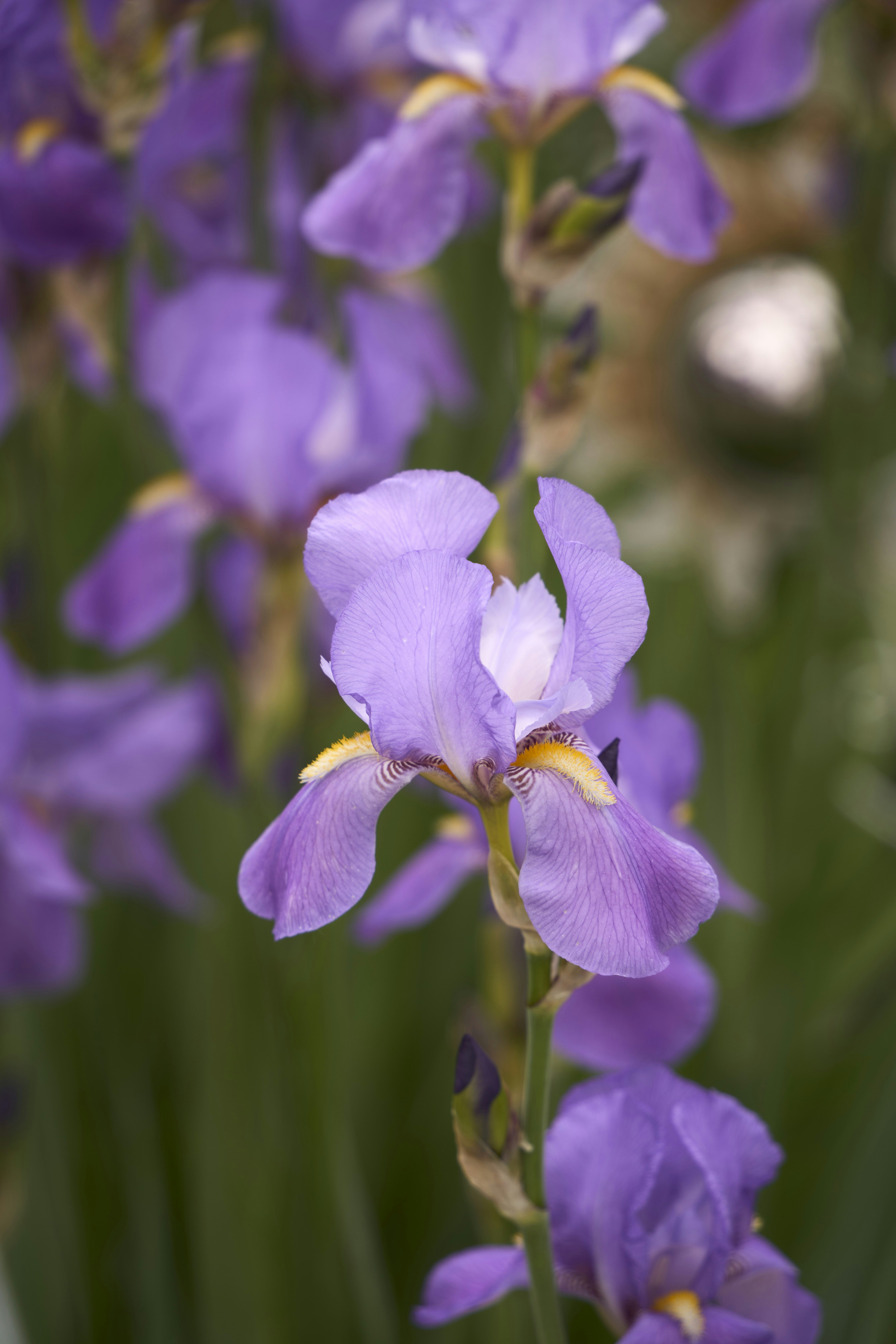 Center Bloom: A Close-Up of Purple Iris with Soft Background Blur