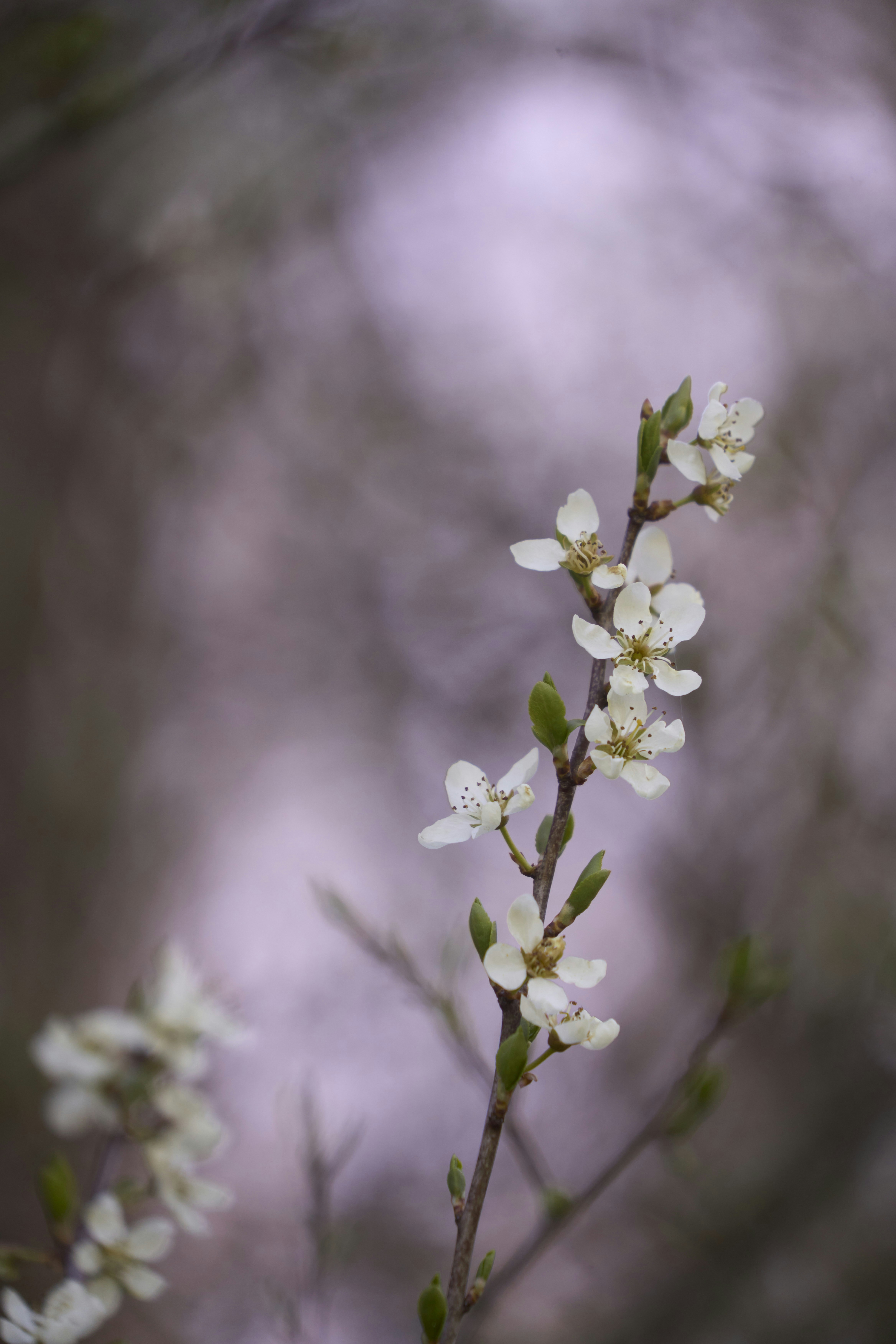 Blossoms in Focus: A Delicate White Stem Amid Soft Magenta Haze