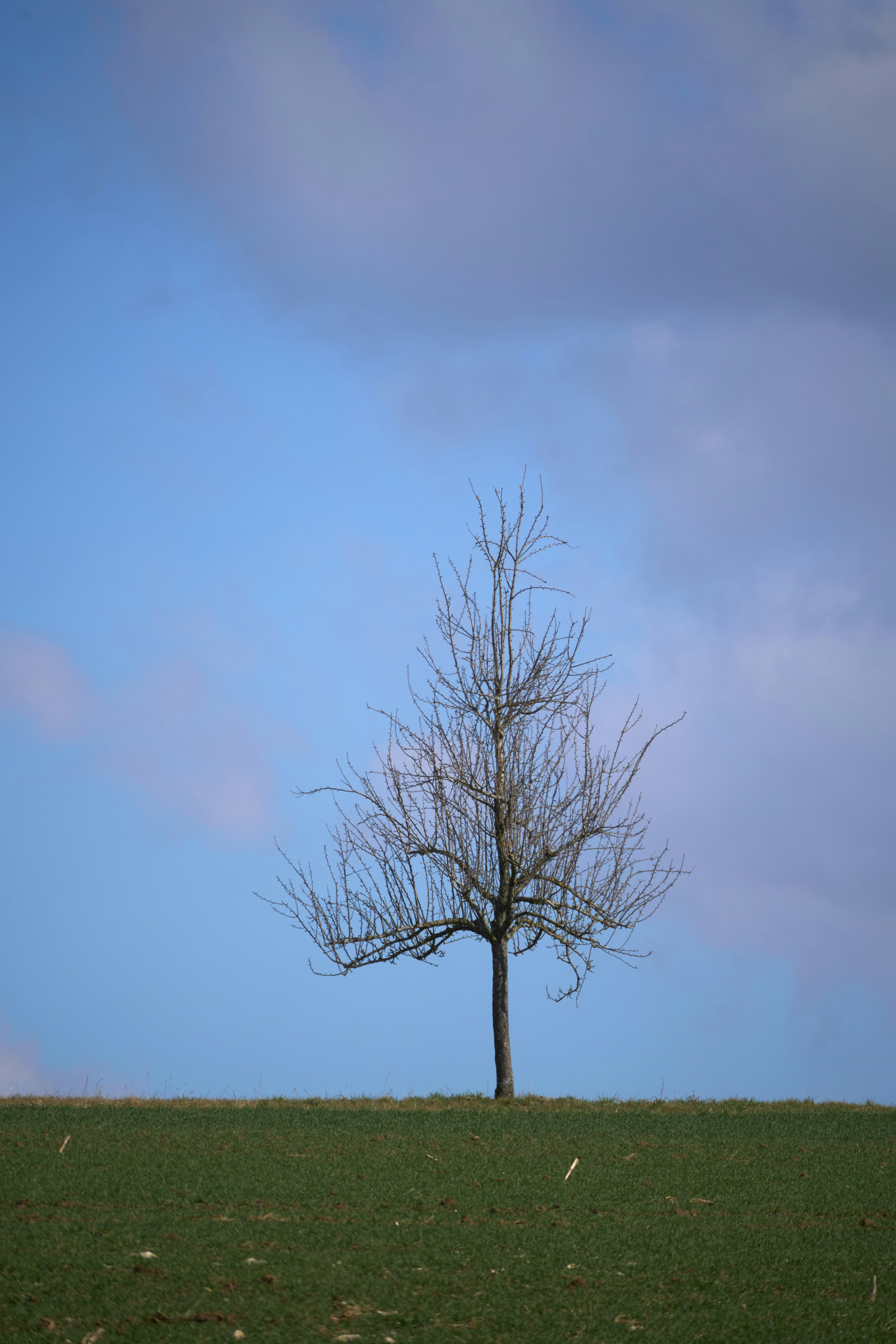 Lonely Tree at the Horizon Under Open Skies