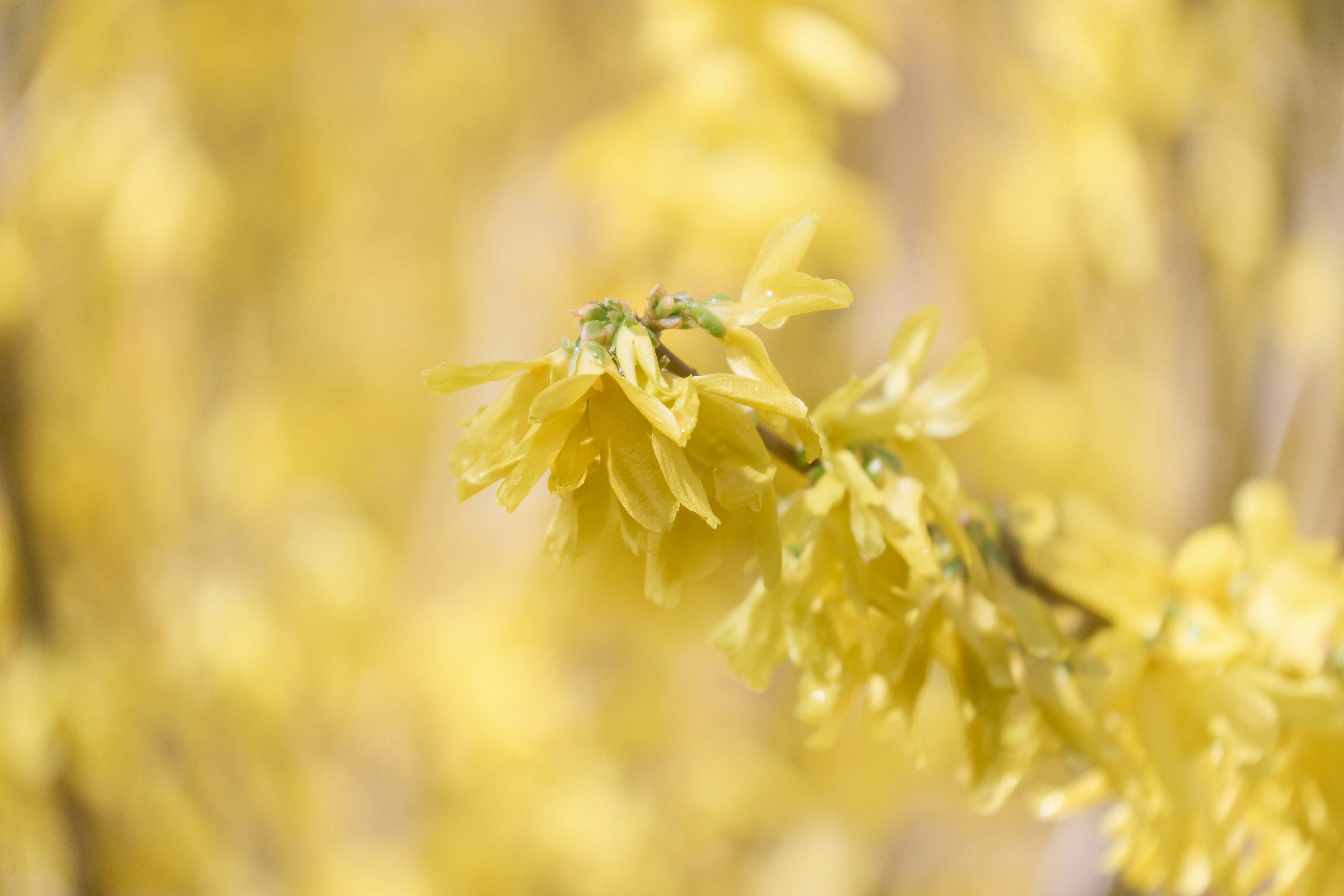 Golden Orchard in Soft Focus