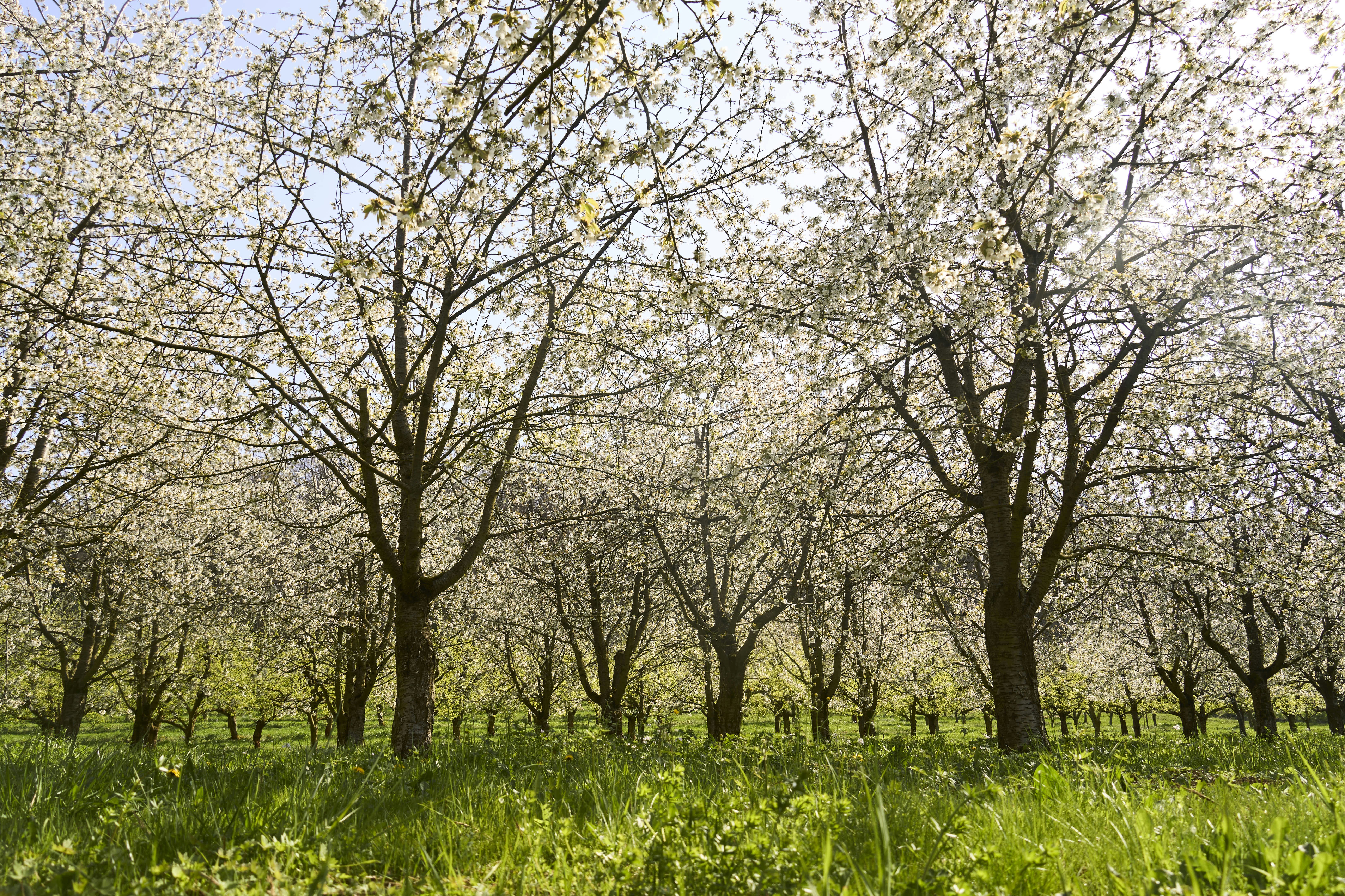 Blossom Corridor: An Orchard in Full Bloom
