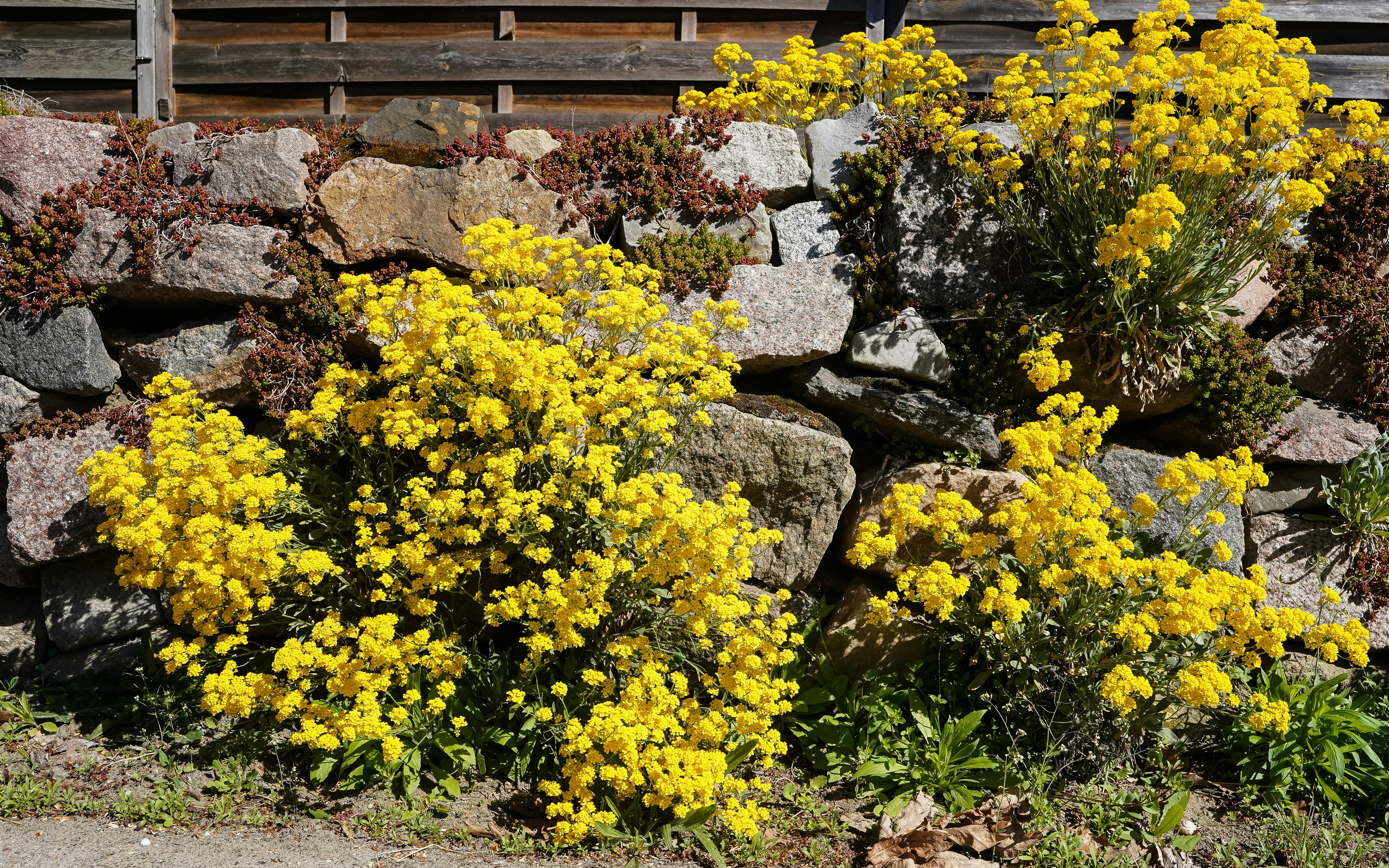 Sunny Yellow Brooms Along a Stone Terrace