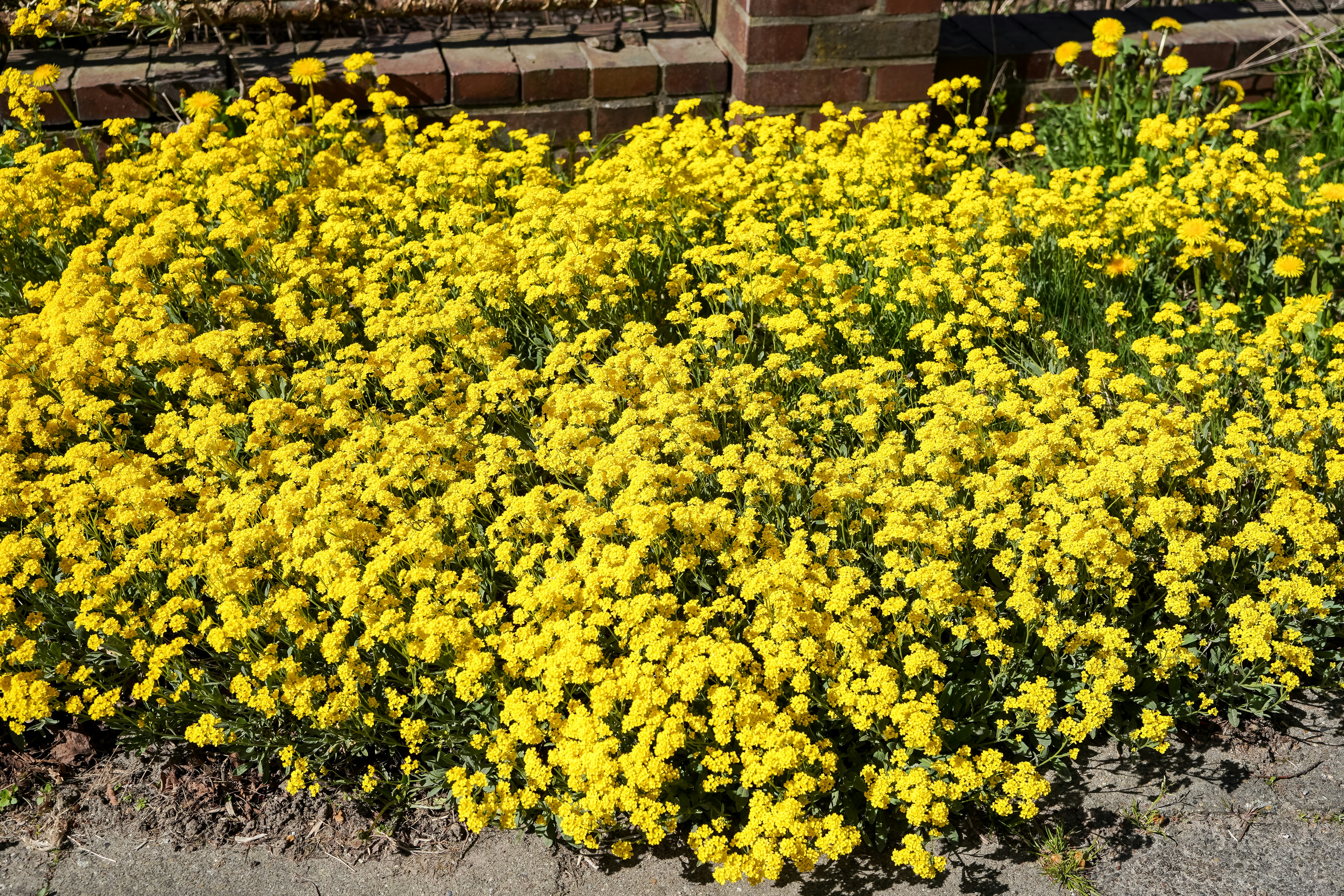 Sunlit Sea of Yellow: a border of vivid blooms along the brick edge