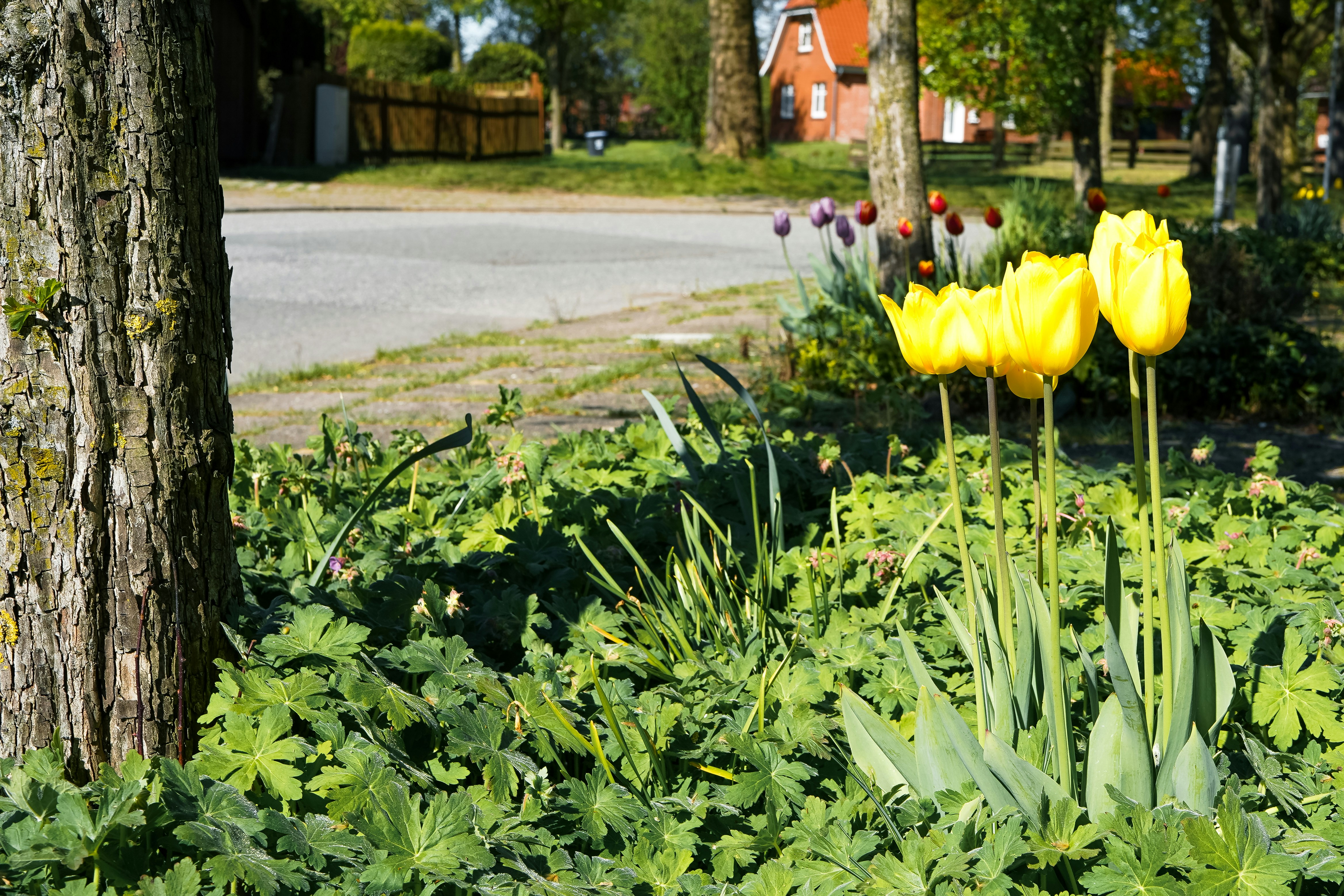 Yellow Tulips at the Edge of a Quiet Garden