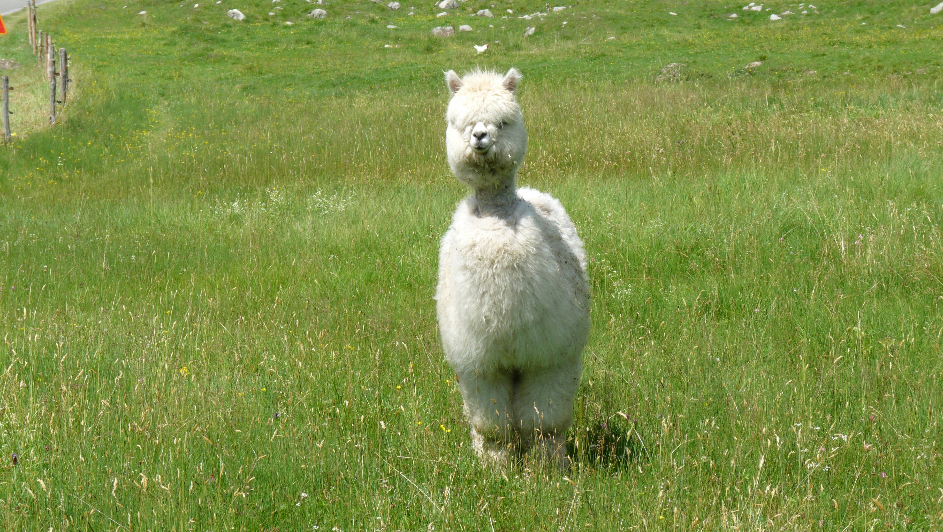 Alpine Llama Stance: A Curious Moment in Sunlit Meadow
