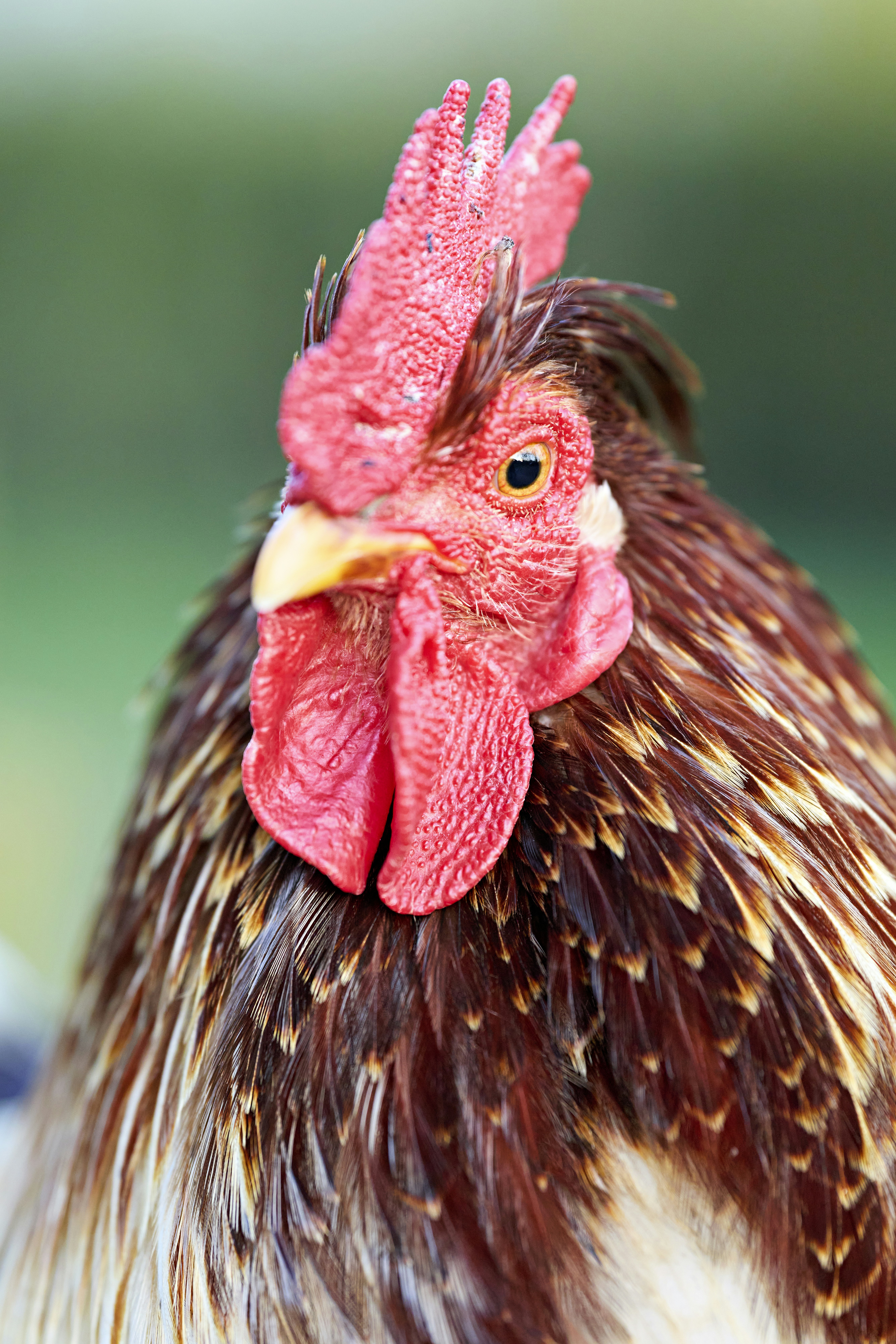 Close-Up of a Rooster’s Red Comb and Feathers under Soft Background