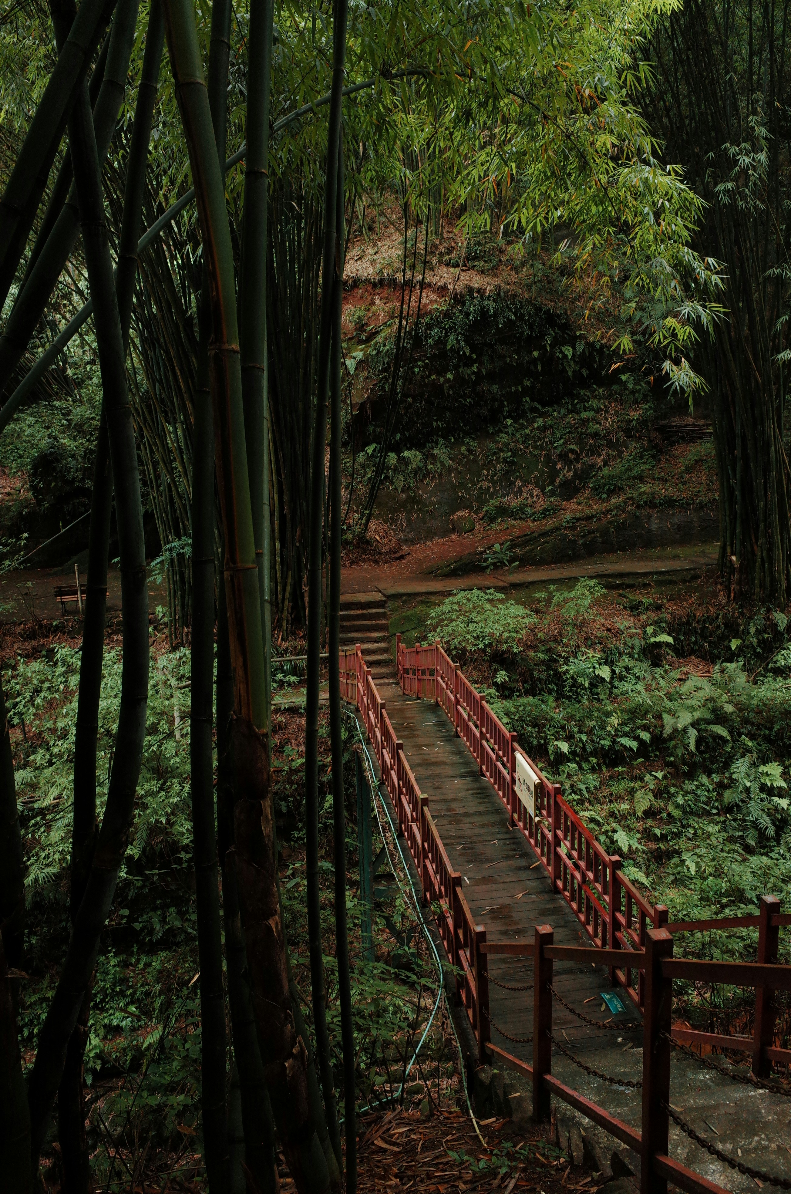 Red Cedar Walkway Through a Quiet bamboo Glen