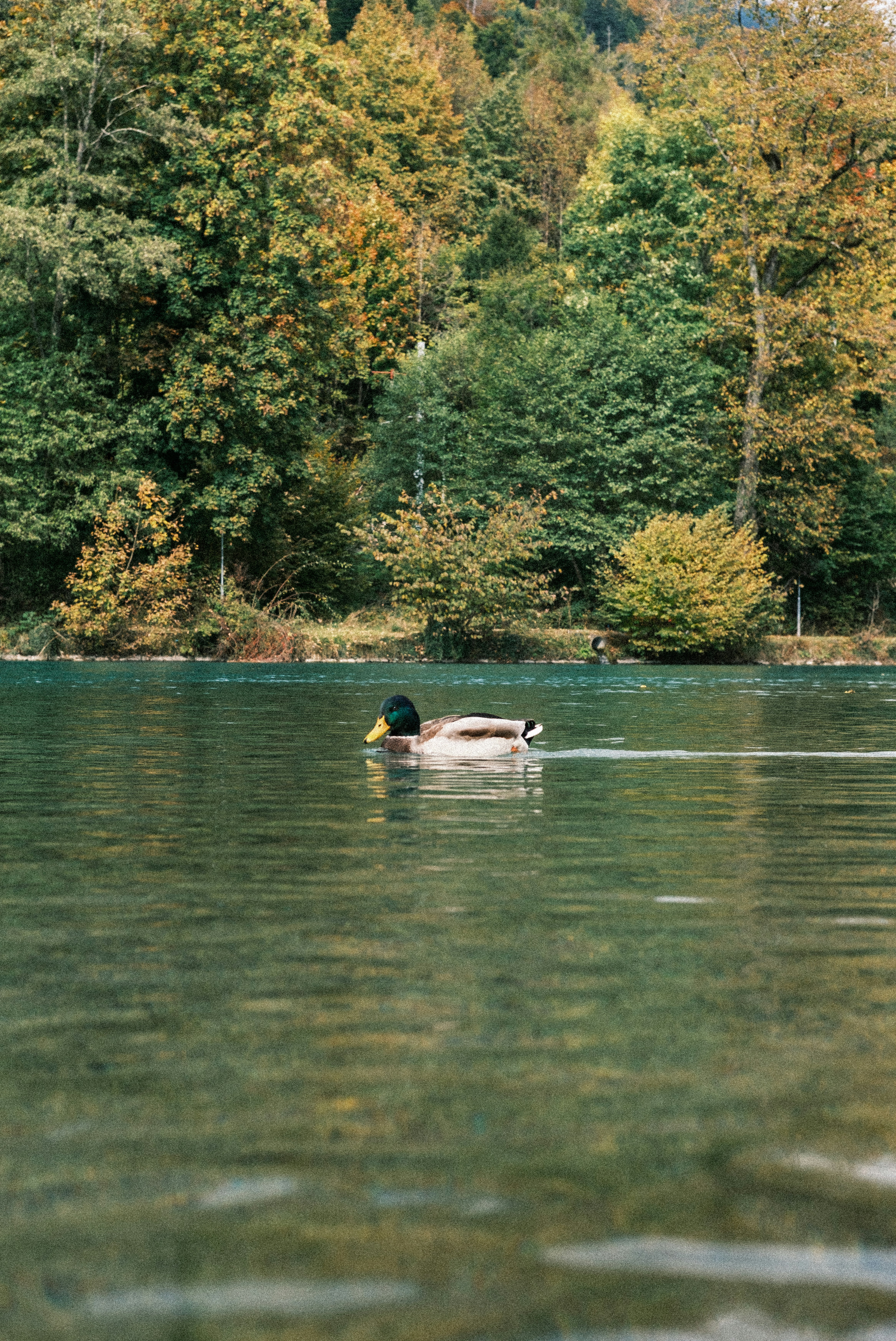 Mallard on a Quiet Lake a Frame of Autumn Stillness