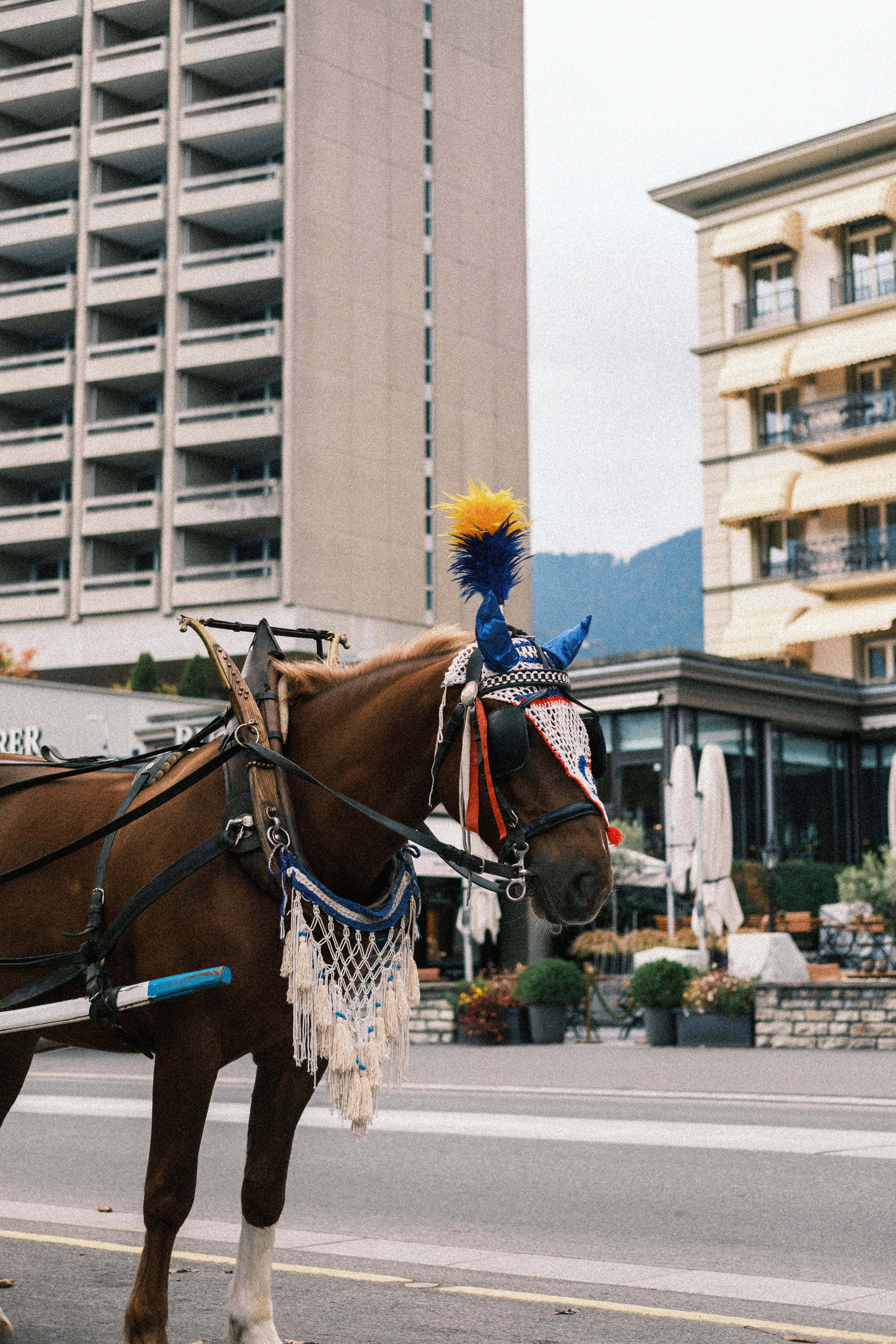 Mule at the Crosswalk: A Festive Headpiece in Urban Glow